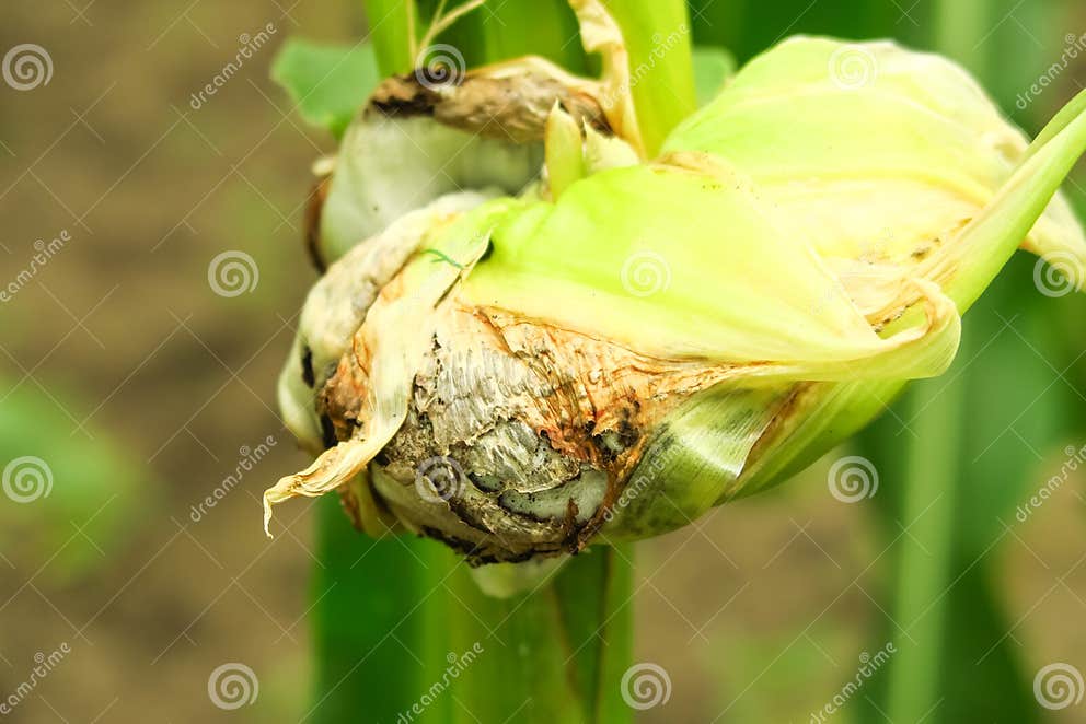 Spoiled Corn Grows in a Cornfield Stock Image - Image of fruit ...