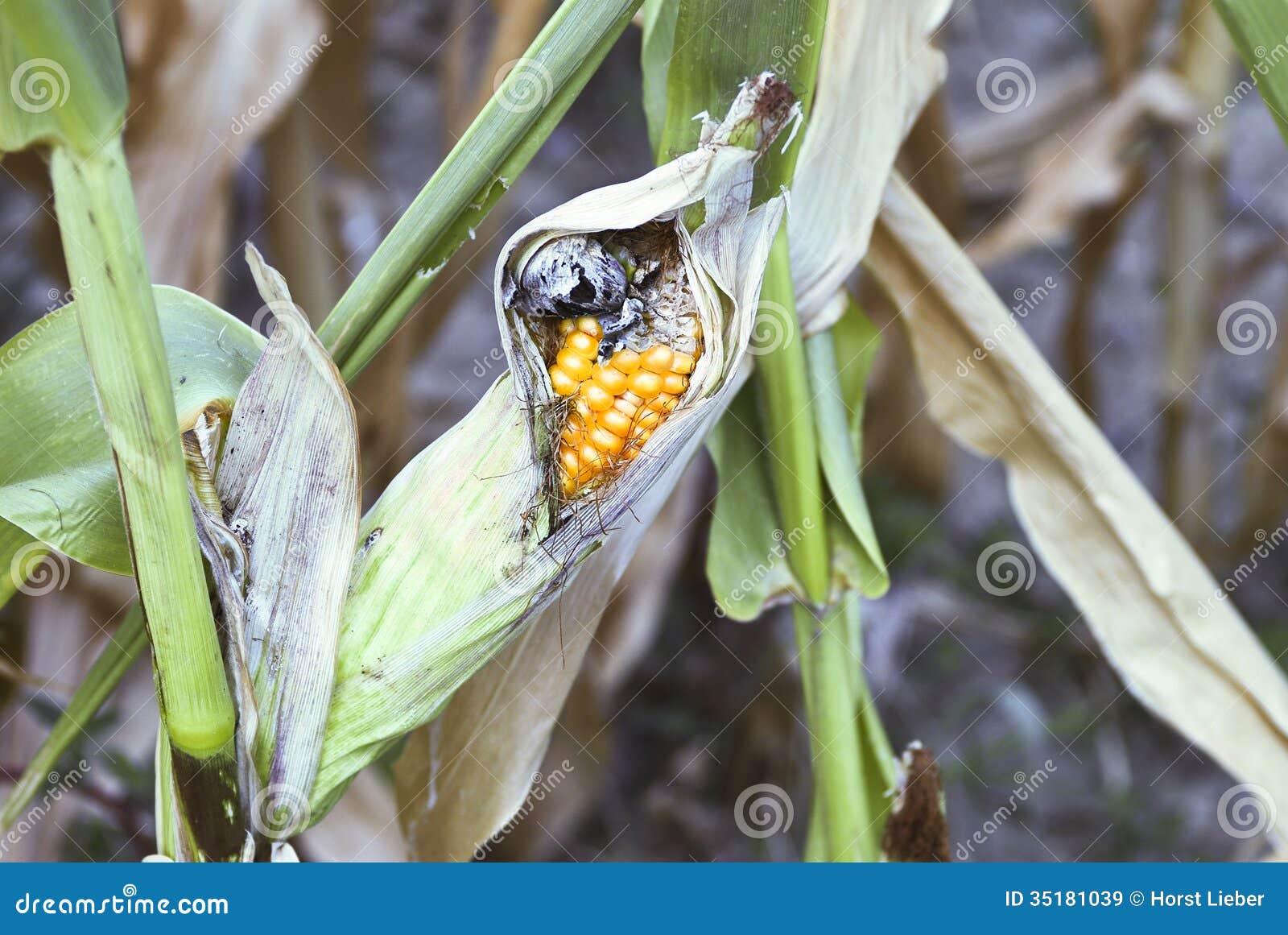Corn diseases stock image. Image of close, barren, mushroom - 35181039