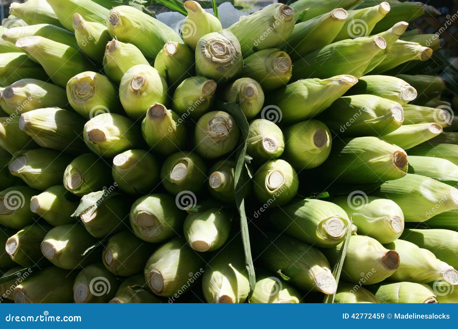 Corn stock image. Image of sale, corn, grocery, display - 42772459