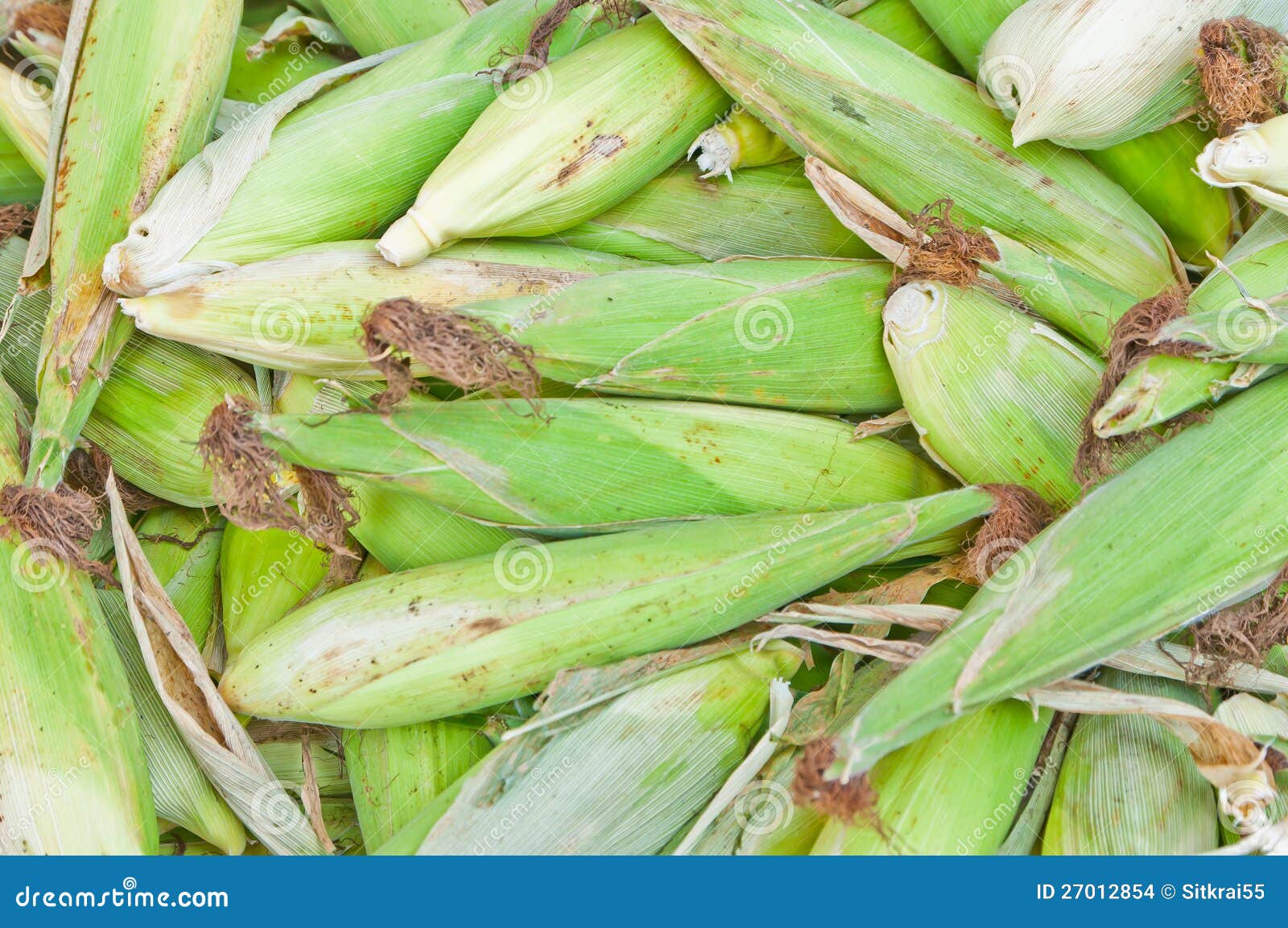 Corn does not peel stock photo. Image of harvesting, eating - 27012854