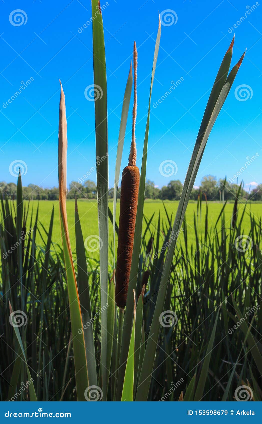 Corn dog grass stock image. Image of reed, corn, botanical - 153598679