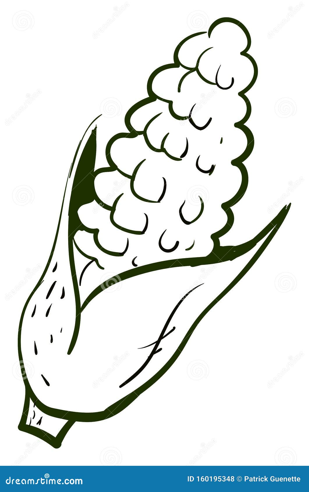Corn Drawing, Illustration, Vector Stock Vector - Illustration of ...