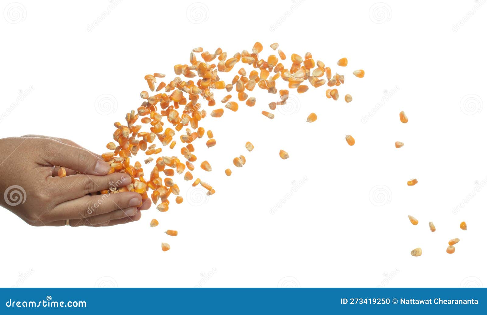 Corn Dried Seed Grain Fly in Hand. Yellow Golden Corn Seed Falling ...