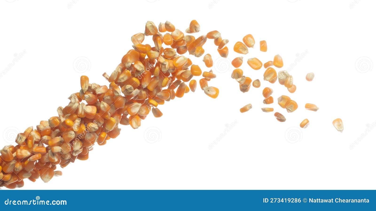 Corn Dried Seed Grain Fly in Mid Air. Yellow Golden Corn Seed Falling ...