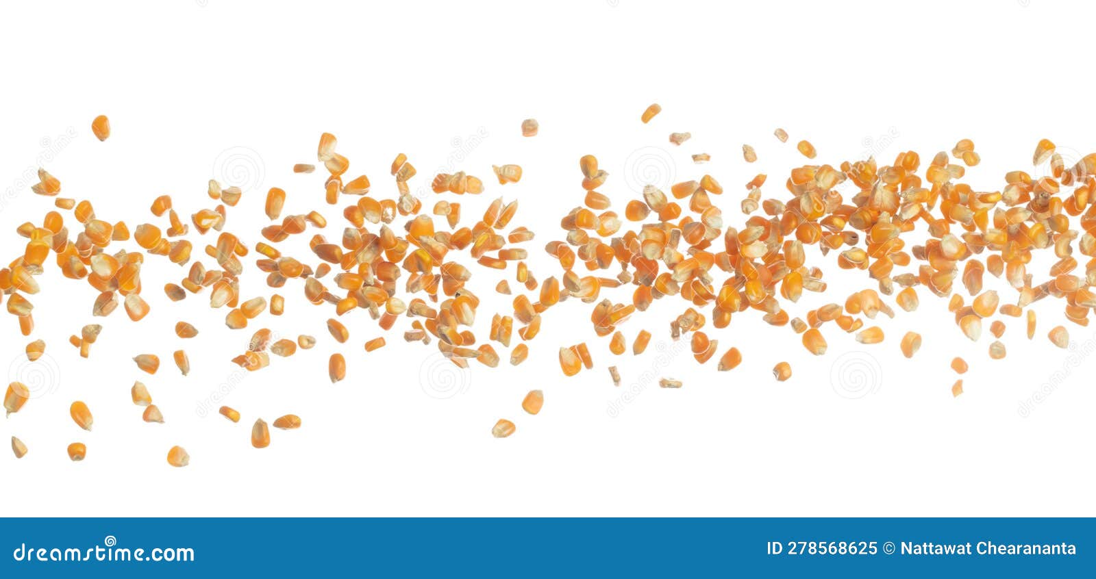 Corn Dried Seed Grain Fly in Mid Air. Yellow Golden Corn Seed Falling ...