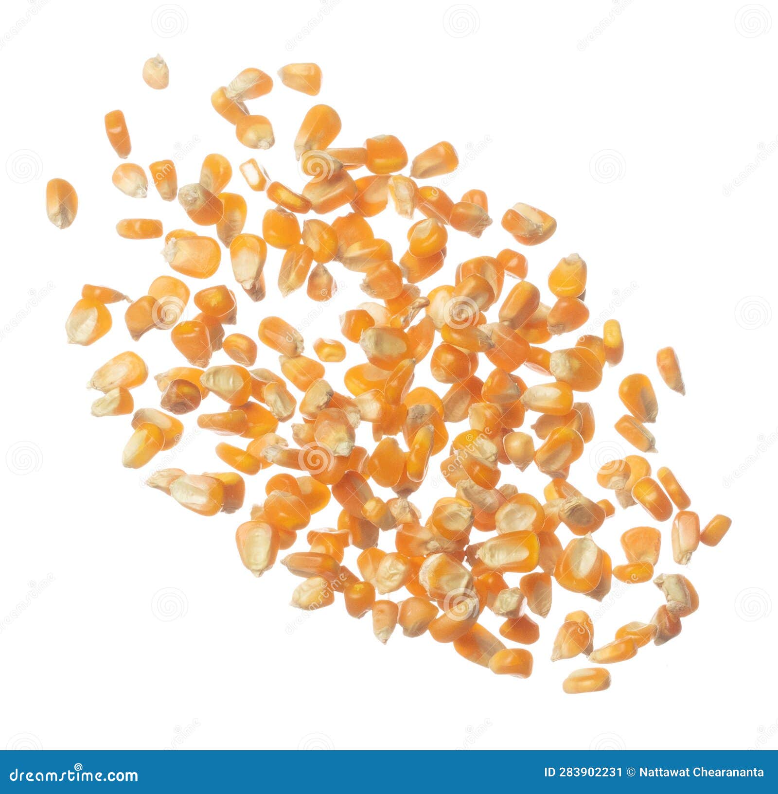 Corn Dried Seed Grain Fly in Mid Air. Yellow Golden Corn Seed Falling ...