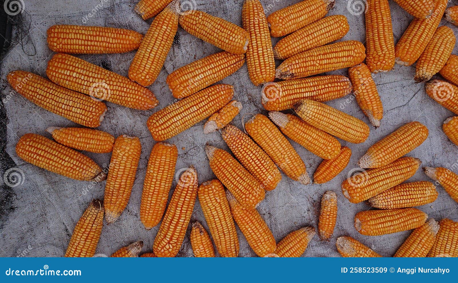 Corn that is Dried in the Sun Stock Image - Image of dried, plant ...