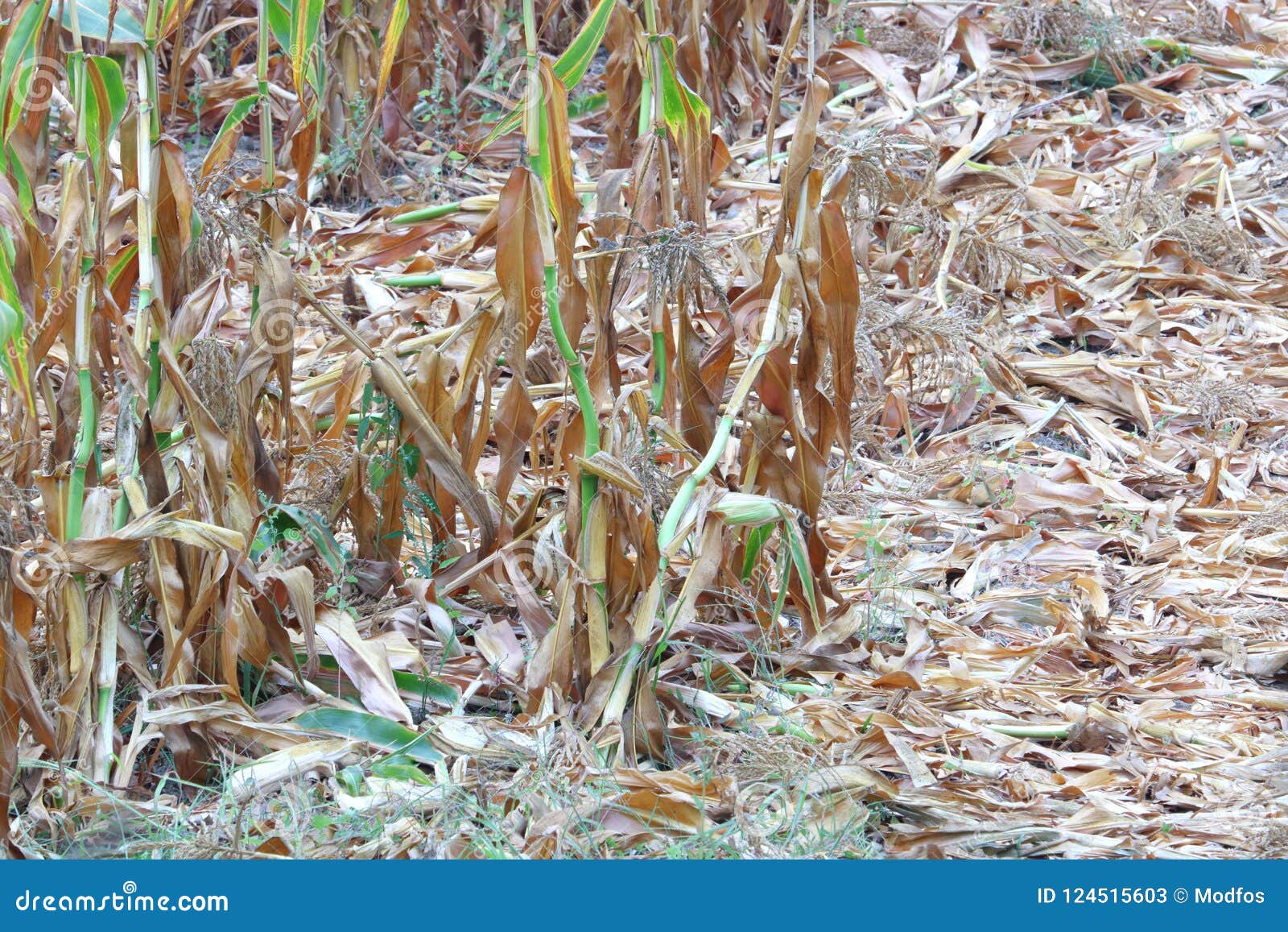 Corn and Drought stock image. Image of drought, view - 124515603