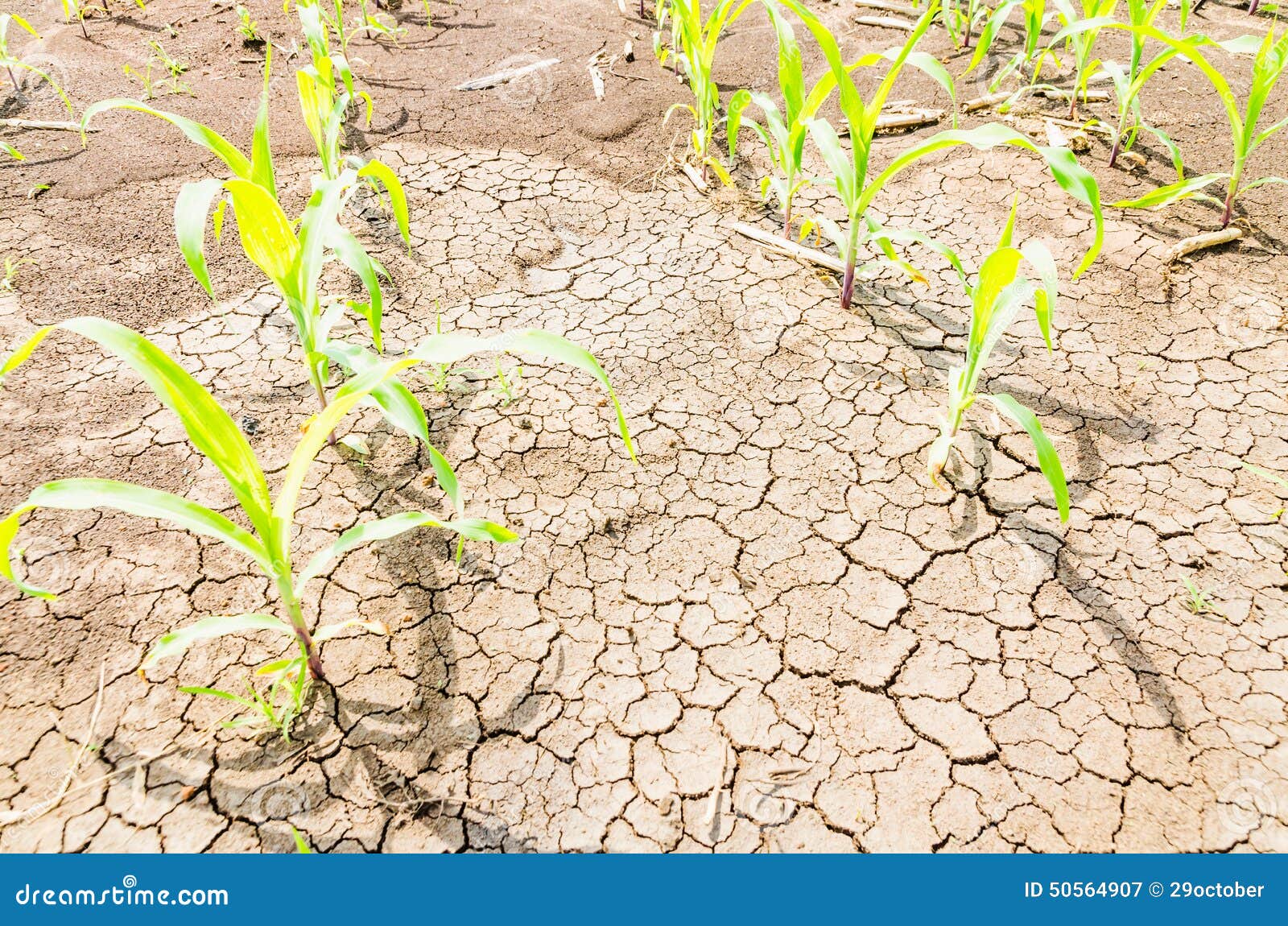 Corn on drought field stock image. Image of life, drought - 50564907