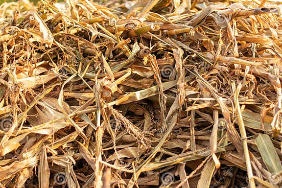 Corn Dry Hay in Haystack in Countryside , Close Up Stock Image - Image ...