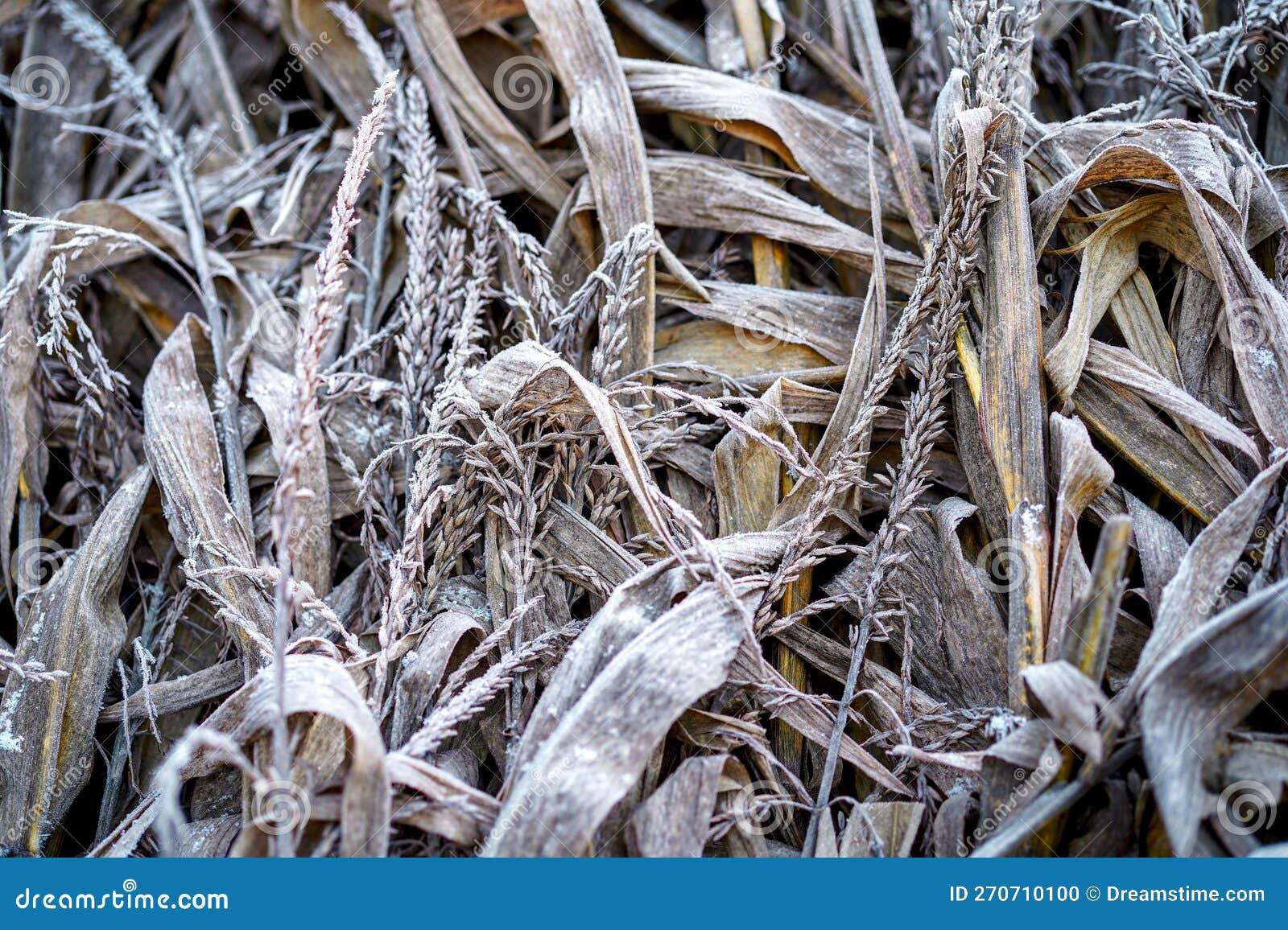 Corn stock photo. Image of twig, tree, freezing, corn - 270710100