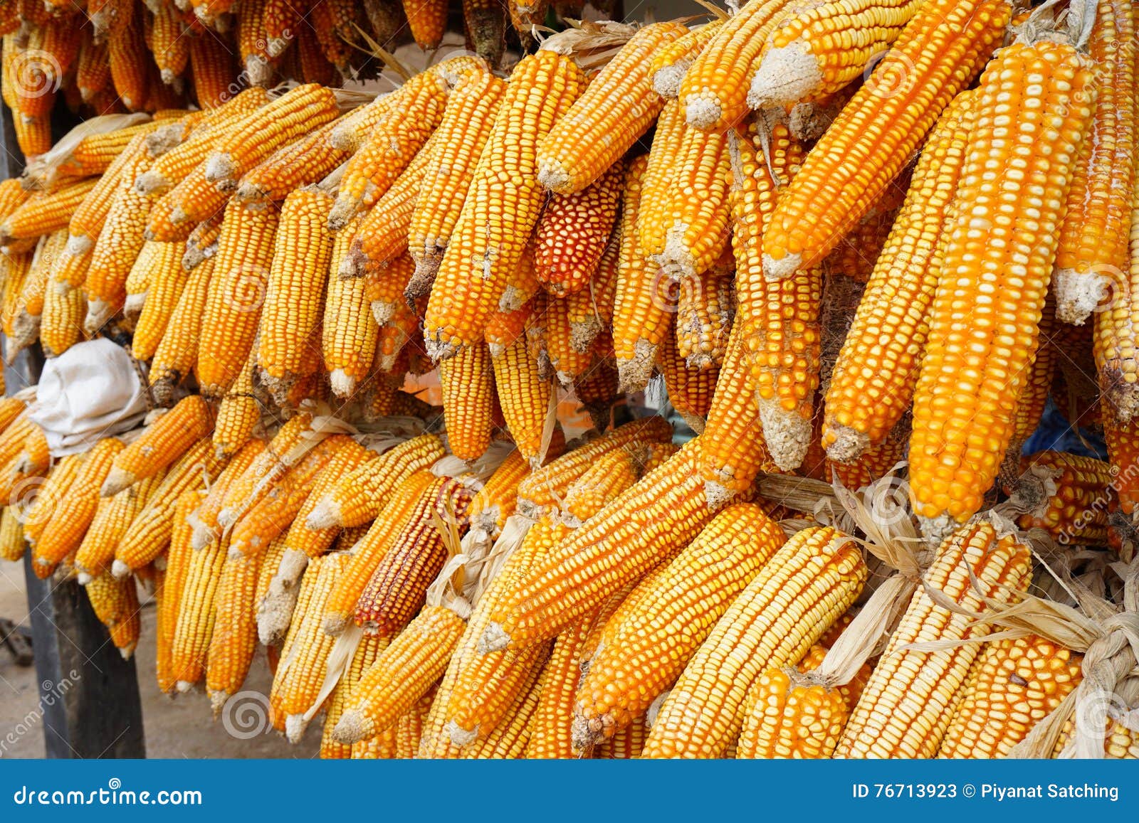 Corn Dry for Making the Popcorn Stock Image - Image of beneficial ...