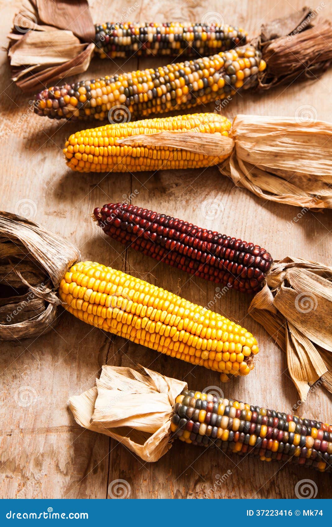 Corn stock photo. Image of decoration, indian, autumn - 37223416