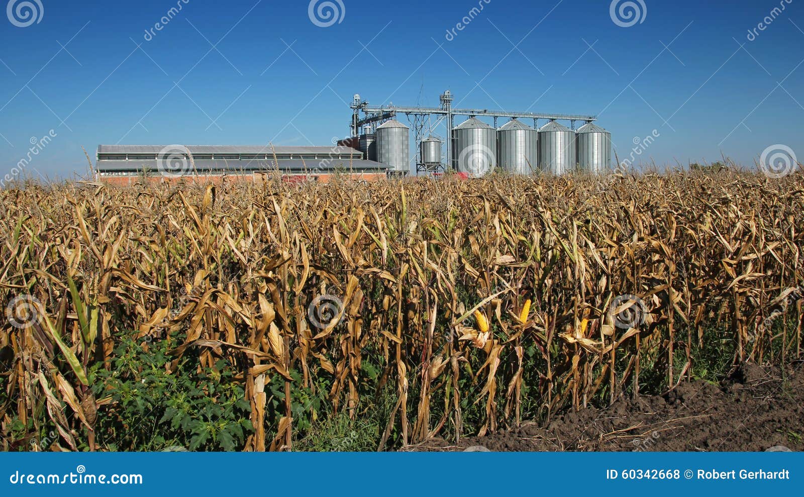 Silos . Field With Sunflowers . Royalty-Free Stock Photo ...