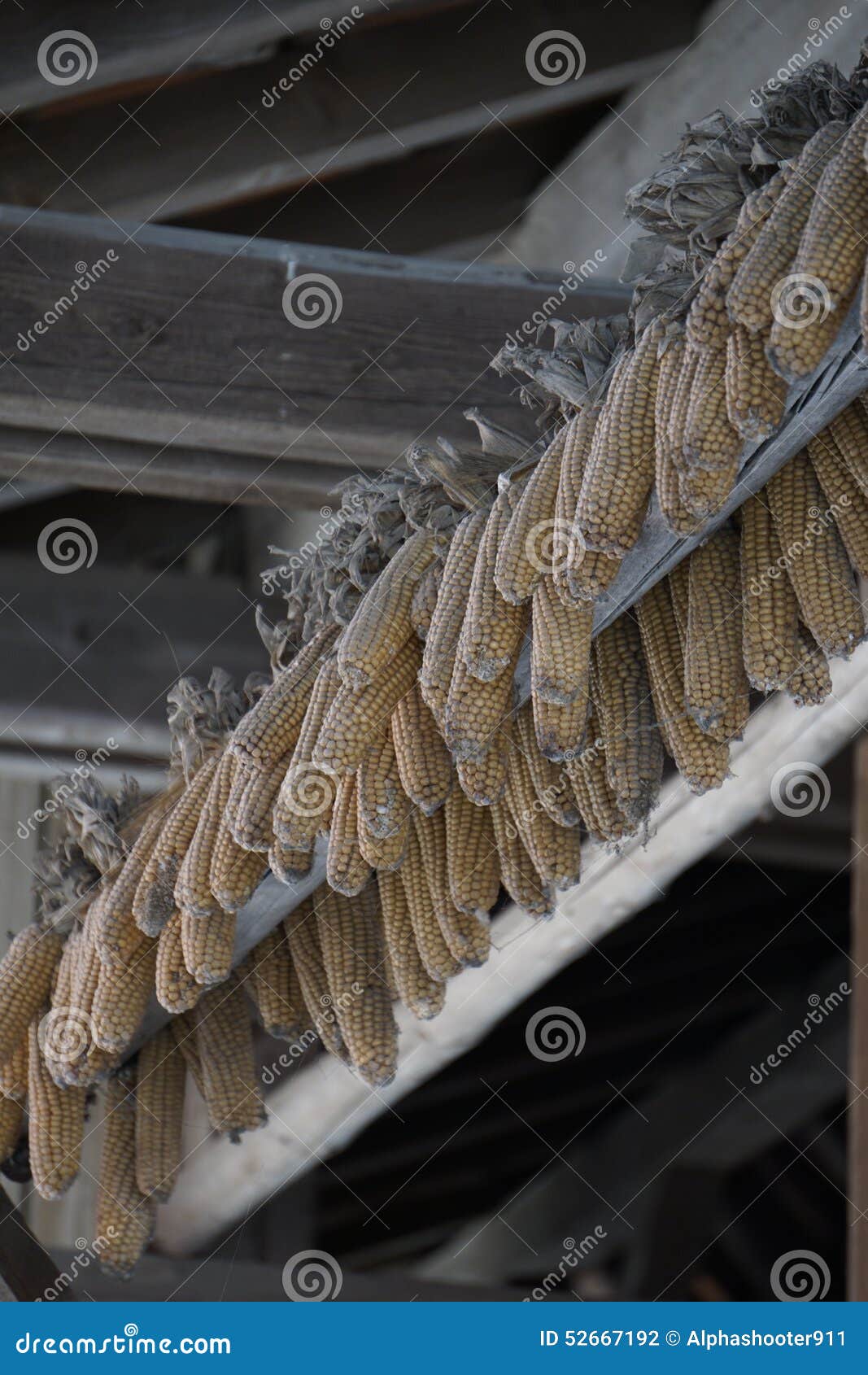Corn drying in a barn stock photo. Image of gardening - 52667192