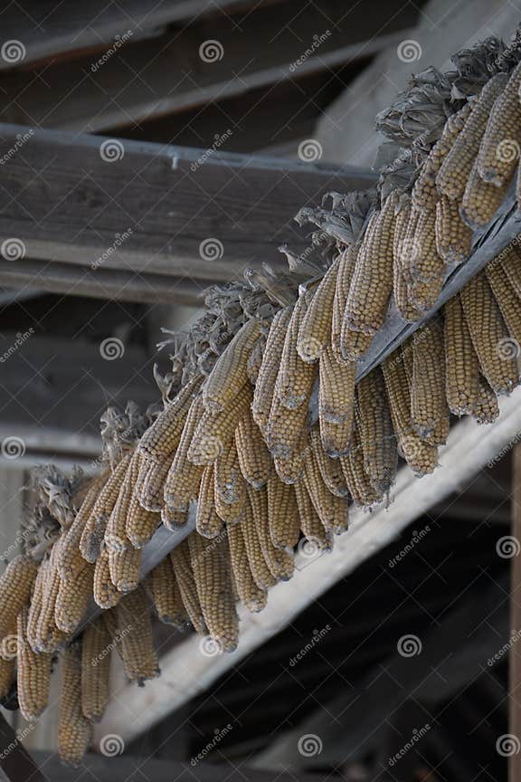 Corn drying in a barn stock photo. Image of gardening - 52667192