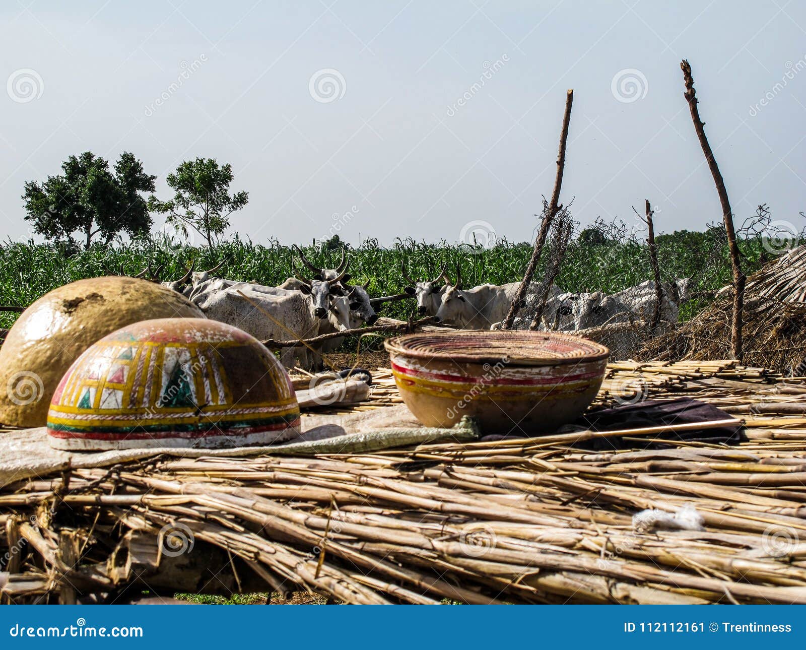 Nigerian Corn Drying in the Summer Stock Image - Image of city, summer ...