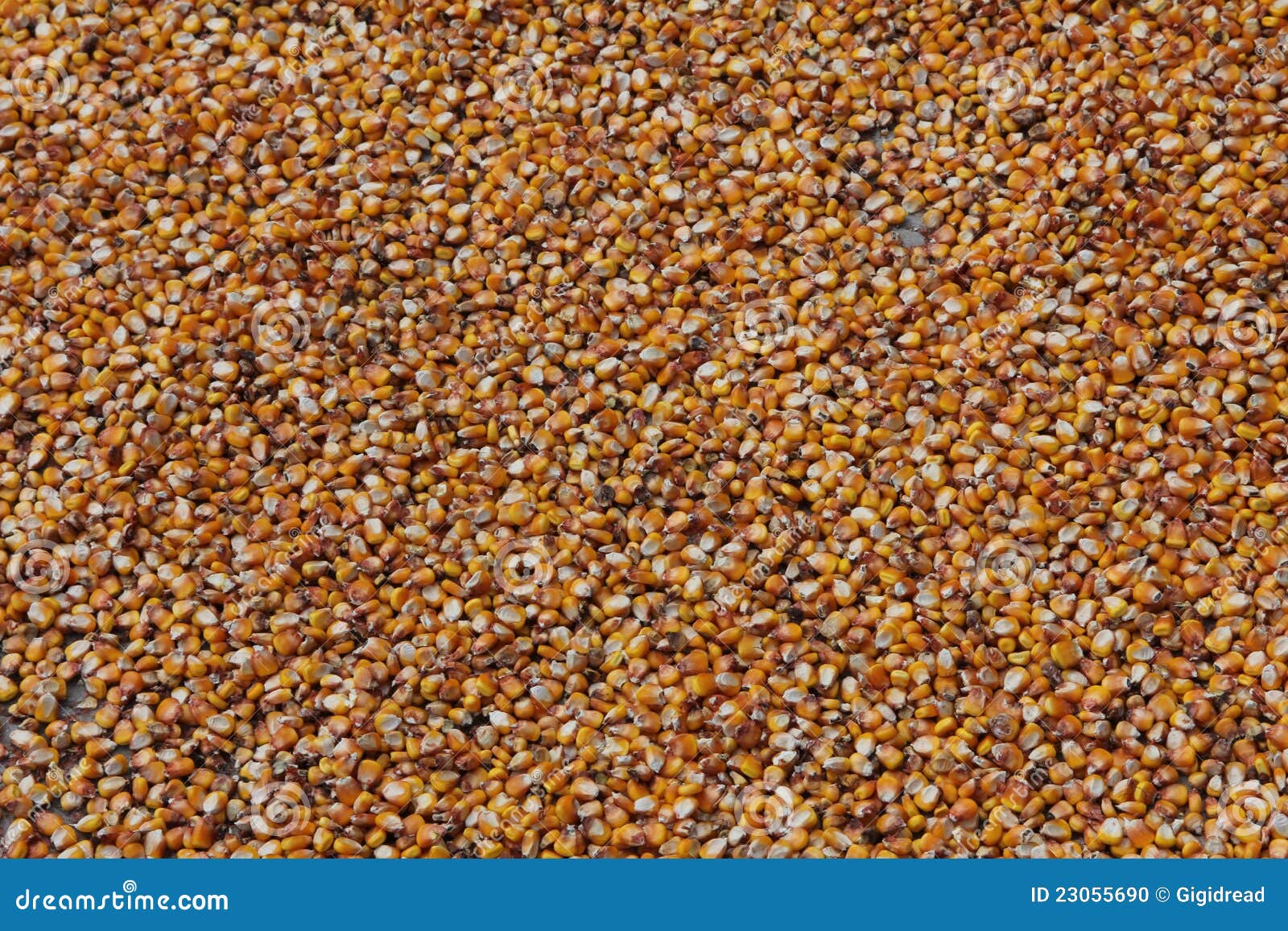 Corn Drying in the Sun in Rural China. Stock Photo - Image of poor ...