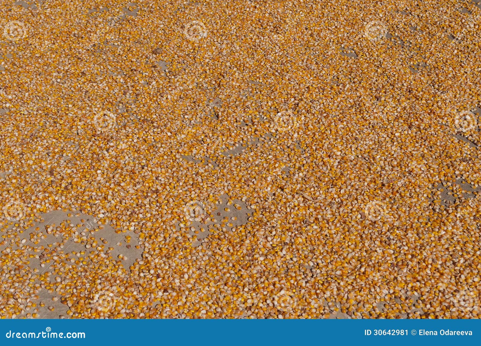 Corn Drying on the Sun in the Village. Sapa Stock Image - Image of ...