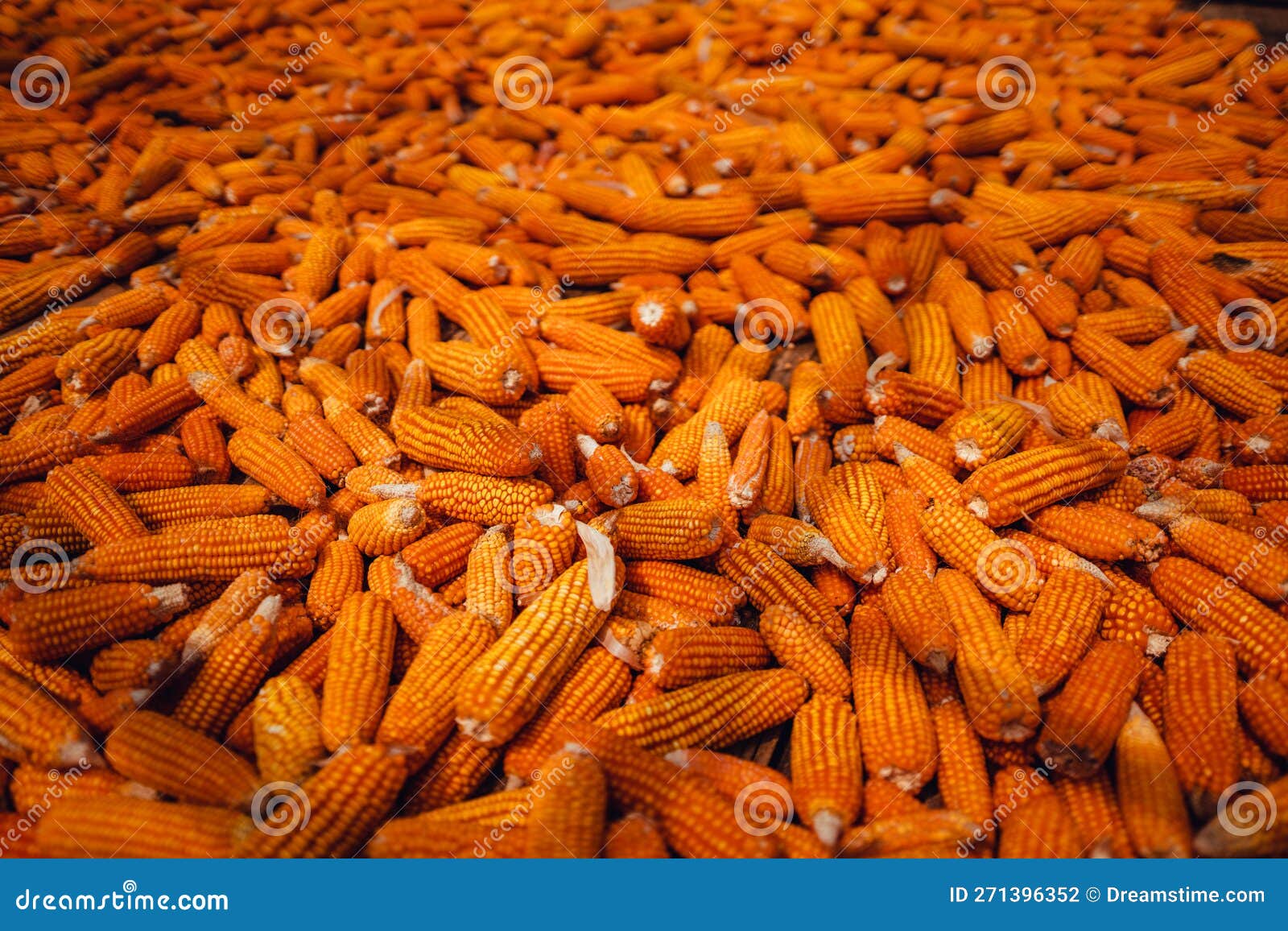 Corn drying under sunlight stock photo. Image of harvest - 271396352