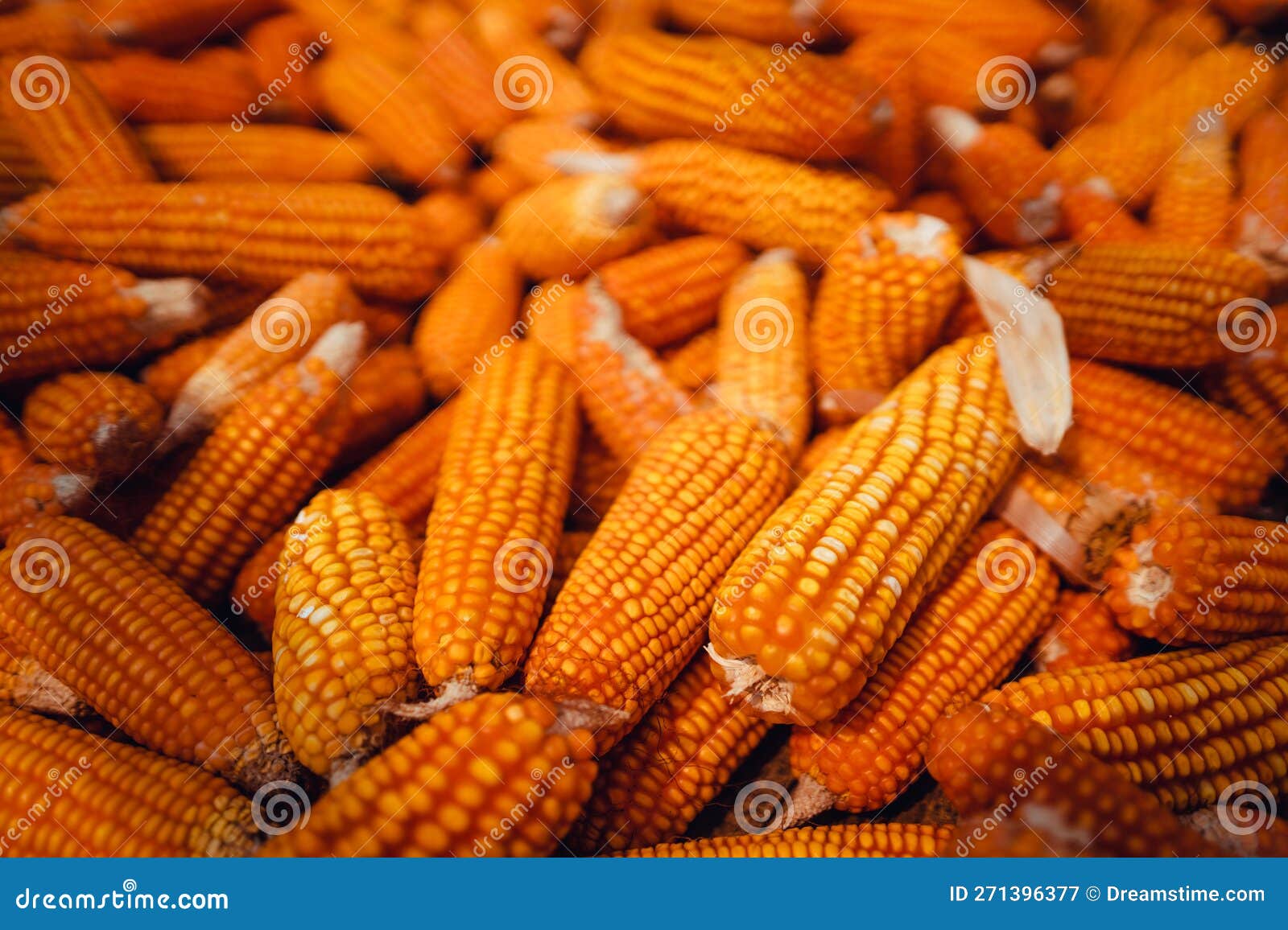 Corn drying under sunlight stock image. Image of detail - 271396377