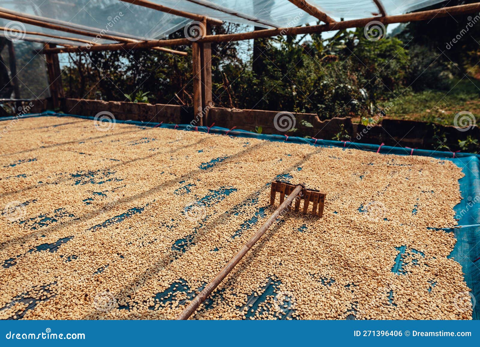 Corn drying under sunlight stock photo. Image of detail - 271396406