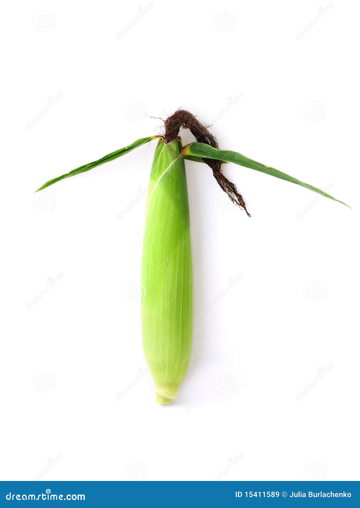 Corn ear stock image. Image of nutritious, health, silk - 15411589