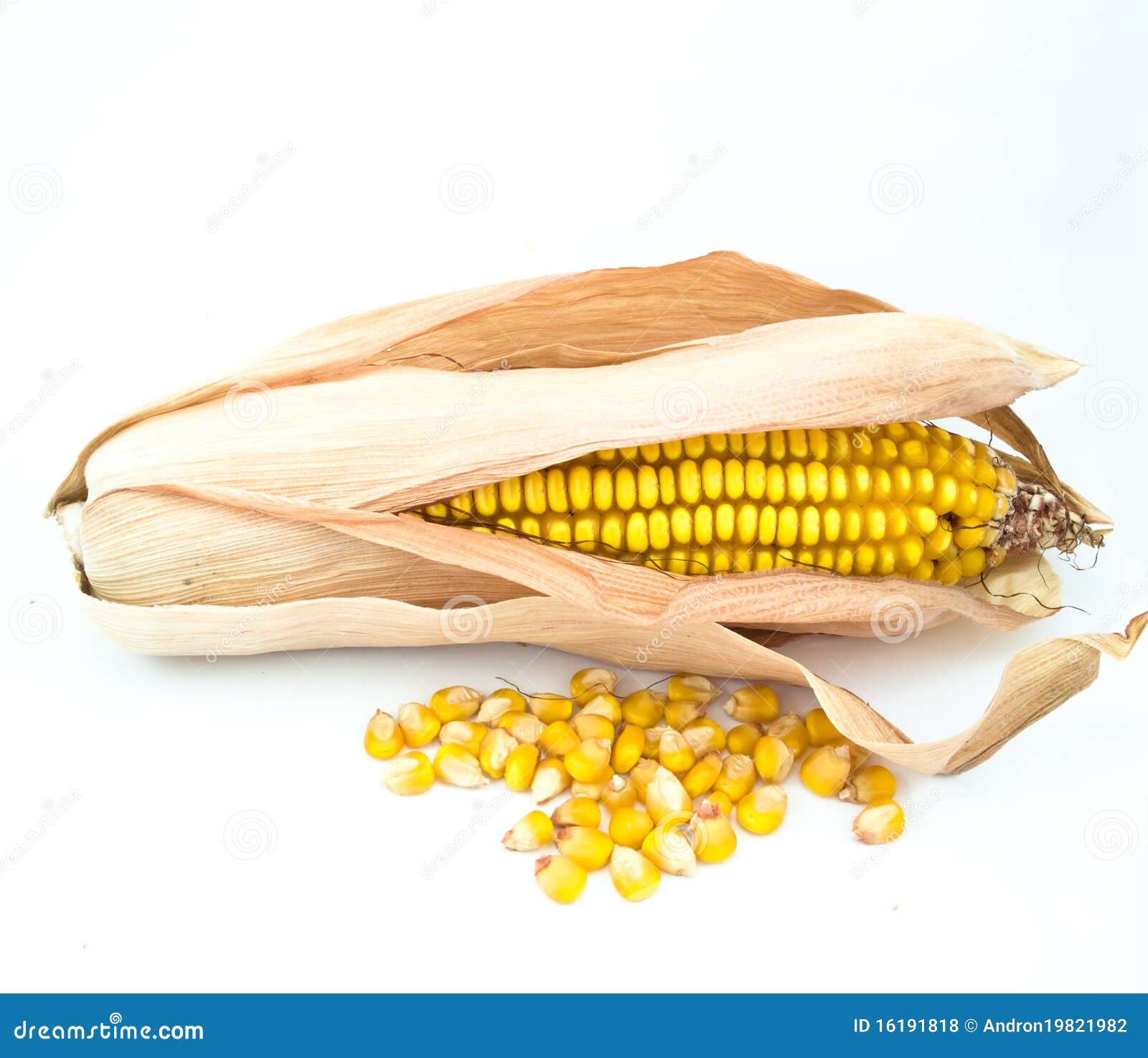 Corn ear stock photo. Image of biology, grain, crop, cereal - 16191818