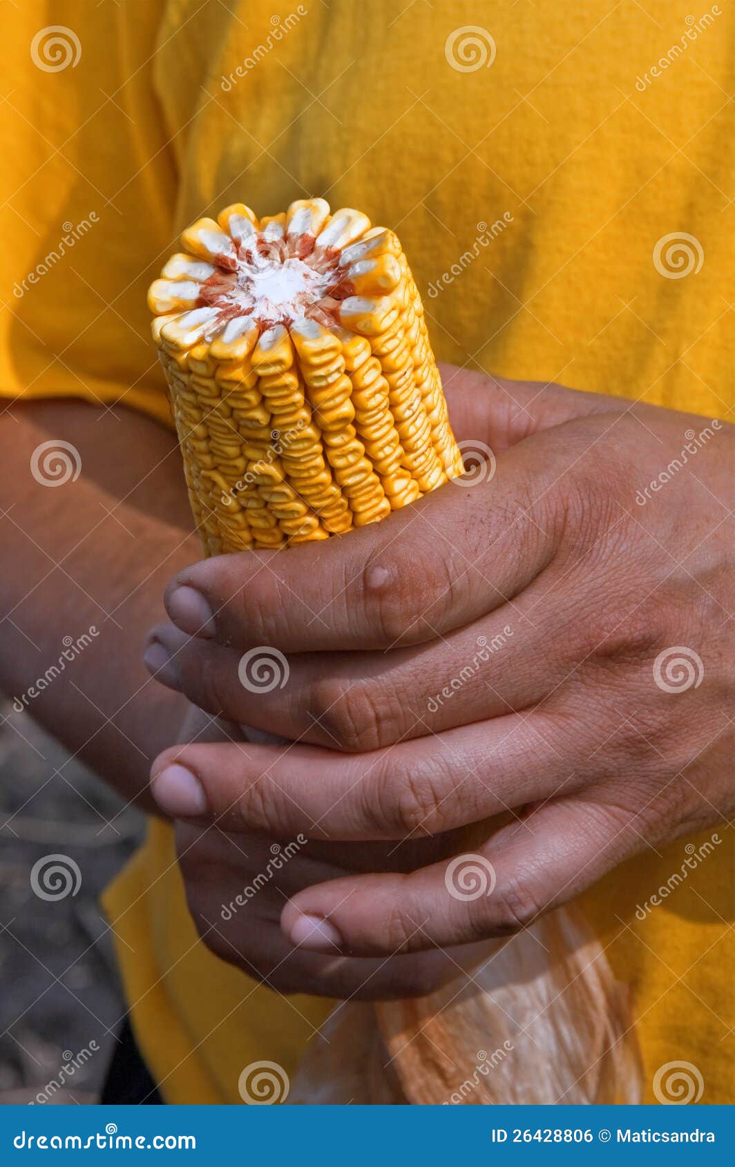 Corn ear stock photo. Image of grow, crops, agriculture - 26428806
