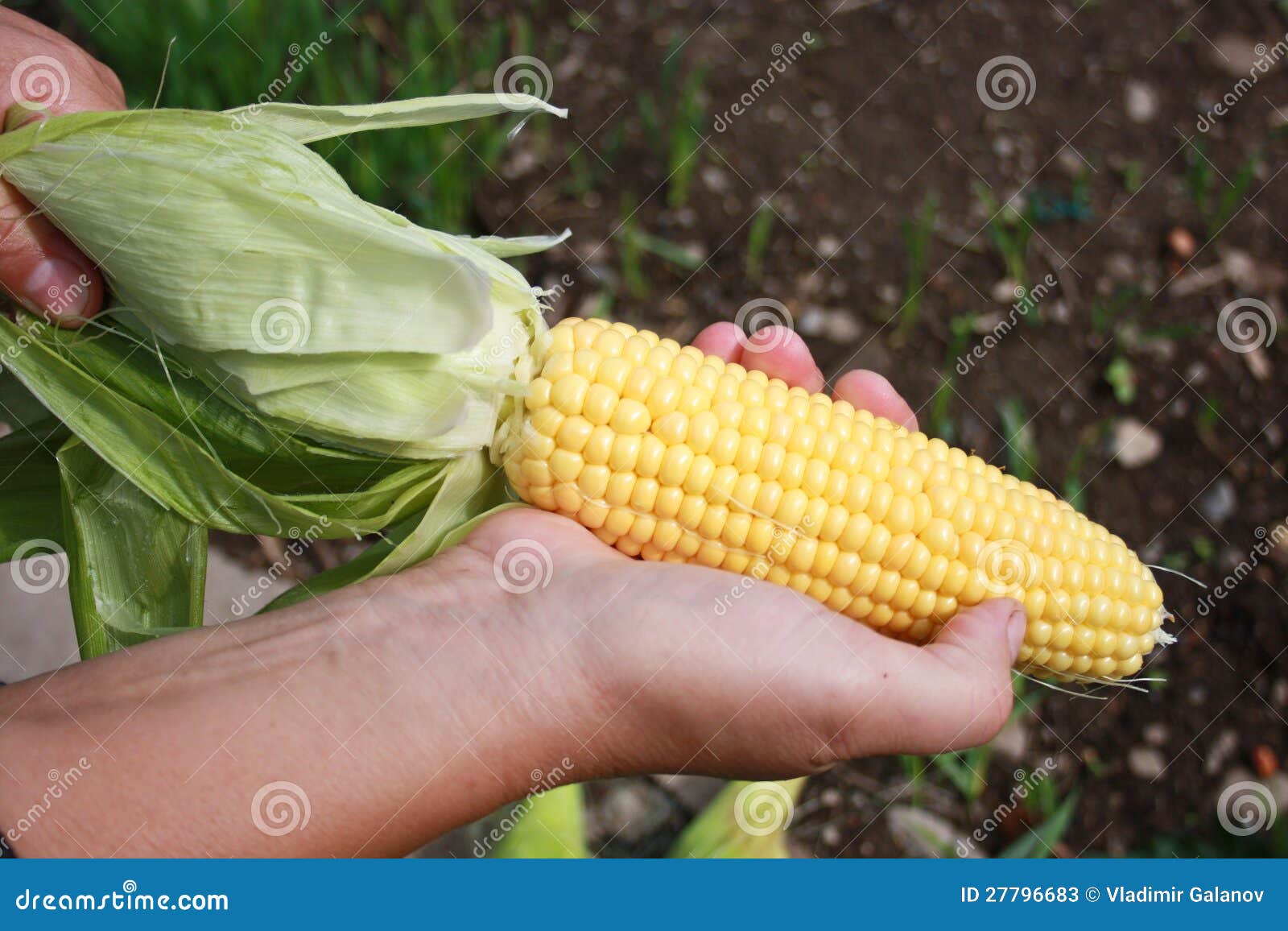 Corn ear stock image. Image of grain, hands, corn, ecology - 27796683