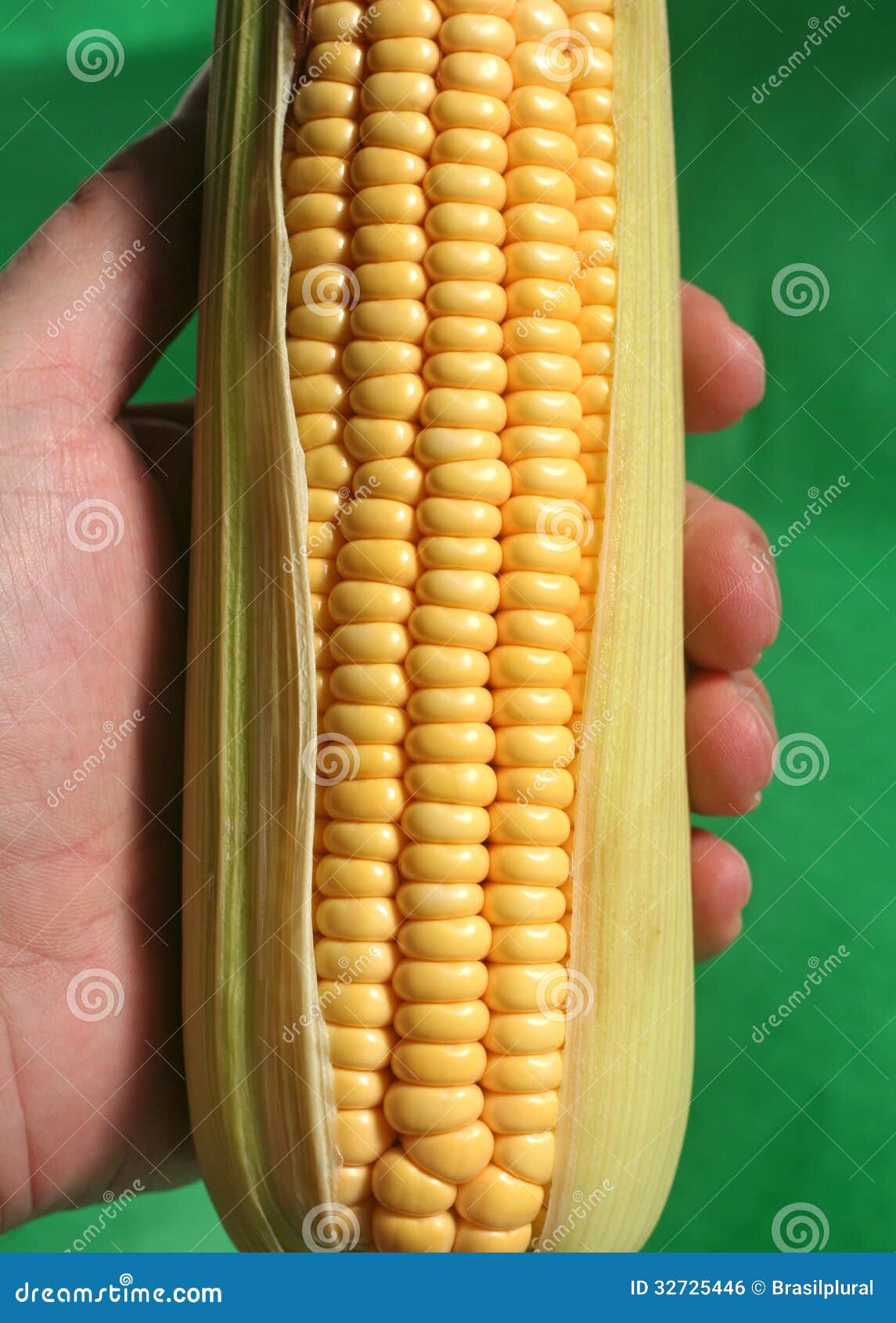 Corn ear - detail stock photo. Image of grain, nutritious - 32725446