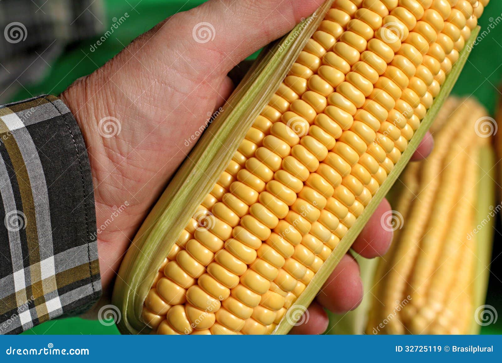 Corn ear - detail stock image. Image of ripe, harvest - 32725119