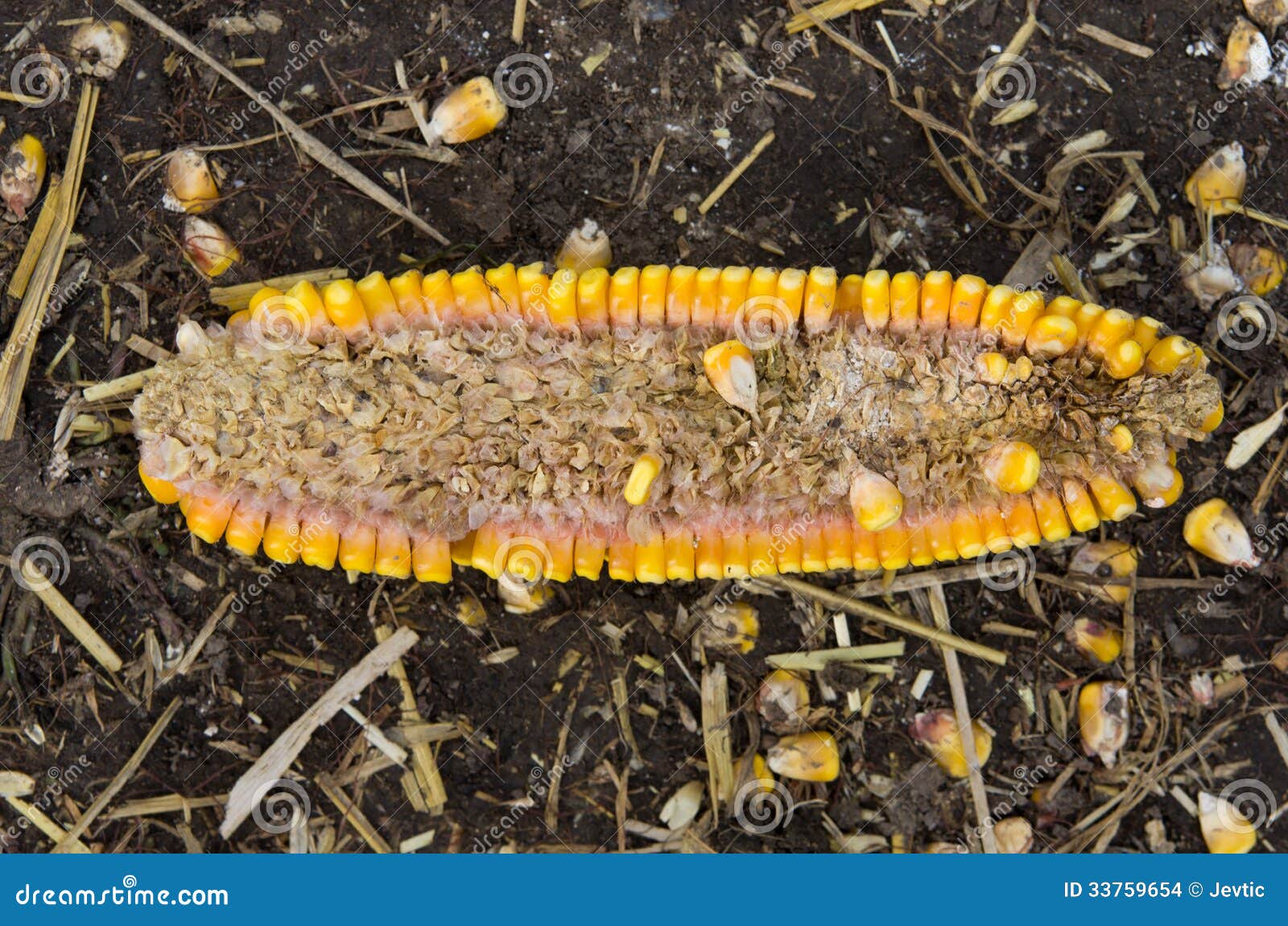 Fusarium Corn Ear Rot Damage. Most Common Maize Disease Stock Image ...