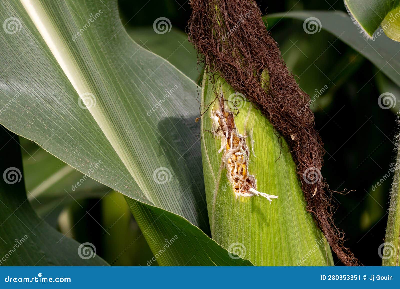 Corn Ear with Insect Damage To Husk and Kernels. Stock Image - Image of ...