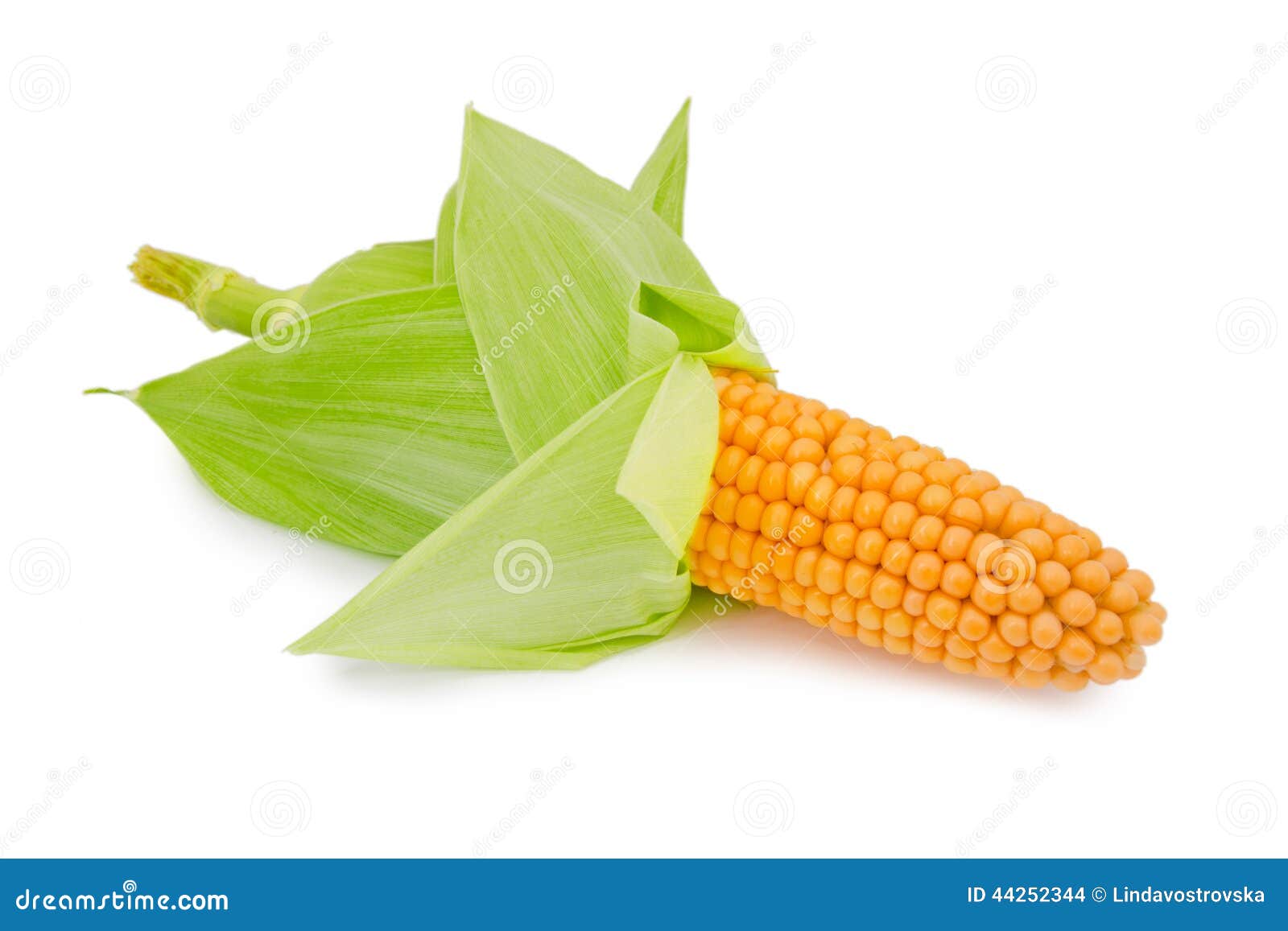 Corn ear isolated stock photo. Image of object, pure - 44252344