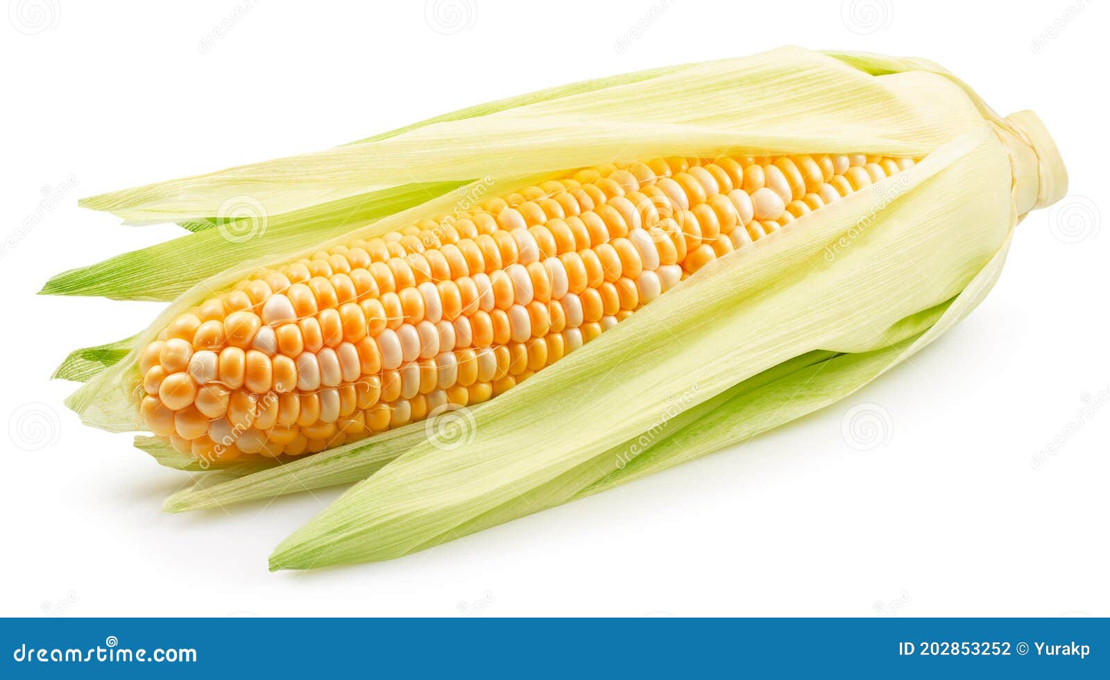 Corn Ear Isolated on a White Background Stock Photo - Image of harvest ...