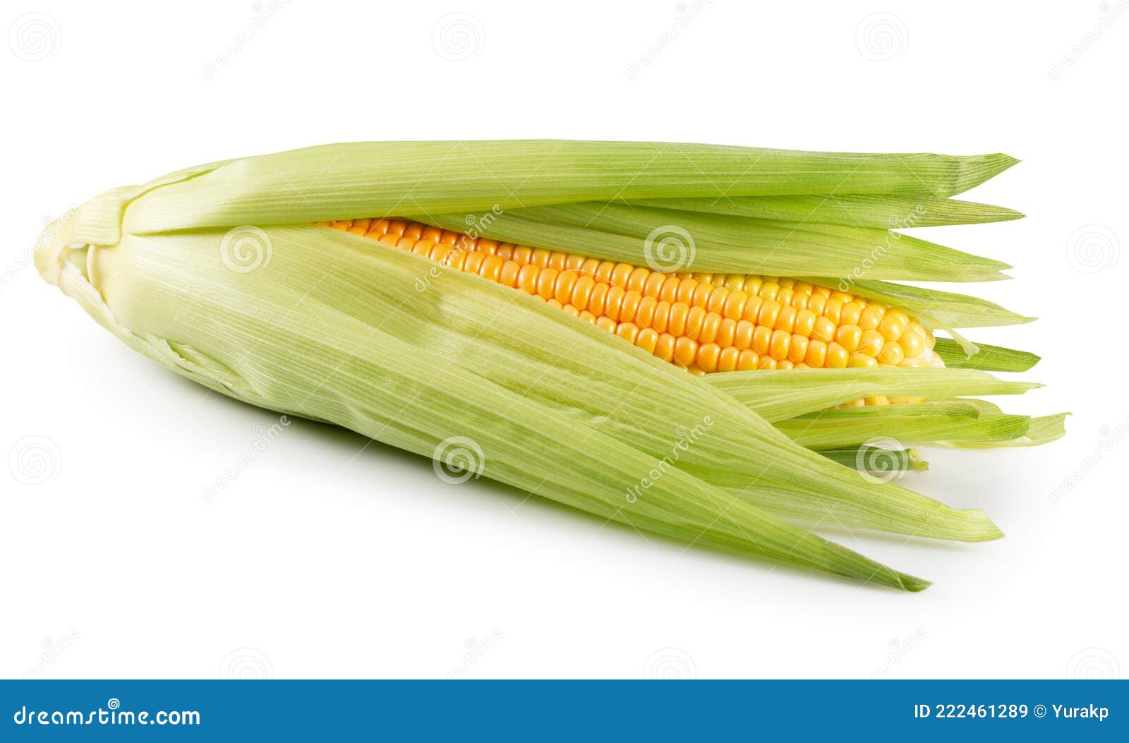 Corn Ear Isolated on a White Background Stock Image - Image of kernel ...