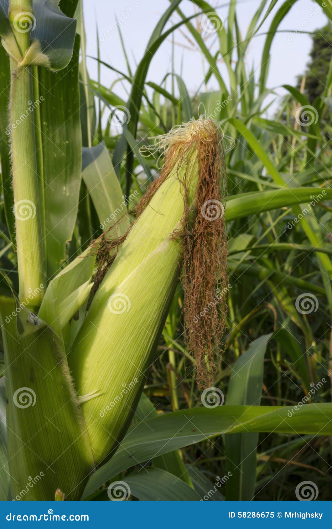 Corn ear on plant stock image. Image of close, green - 58286675