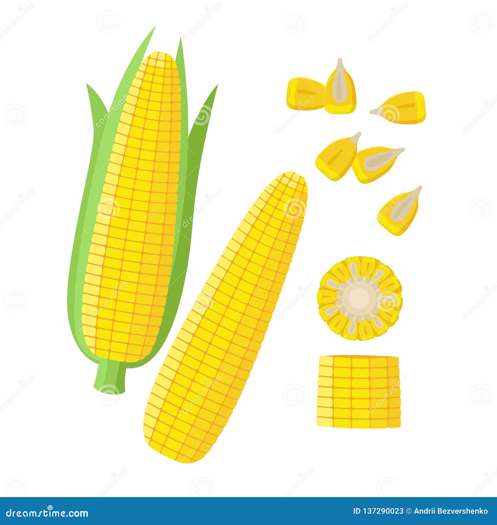 Corn Ear, Ripe Corn Cobs, Corn Seeds, Grains Vector Illustration In ...