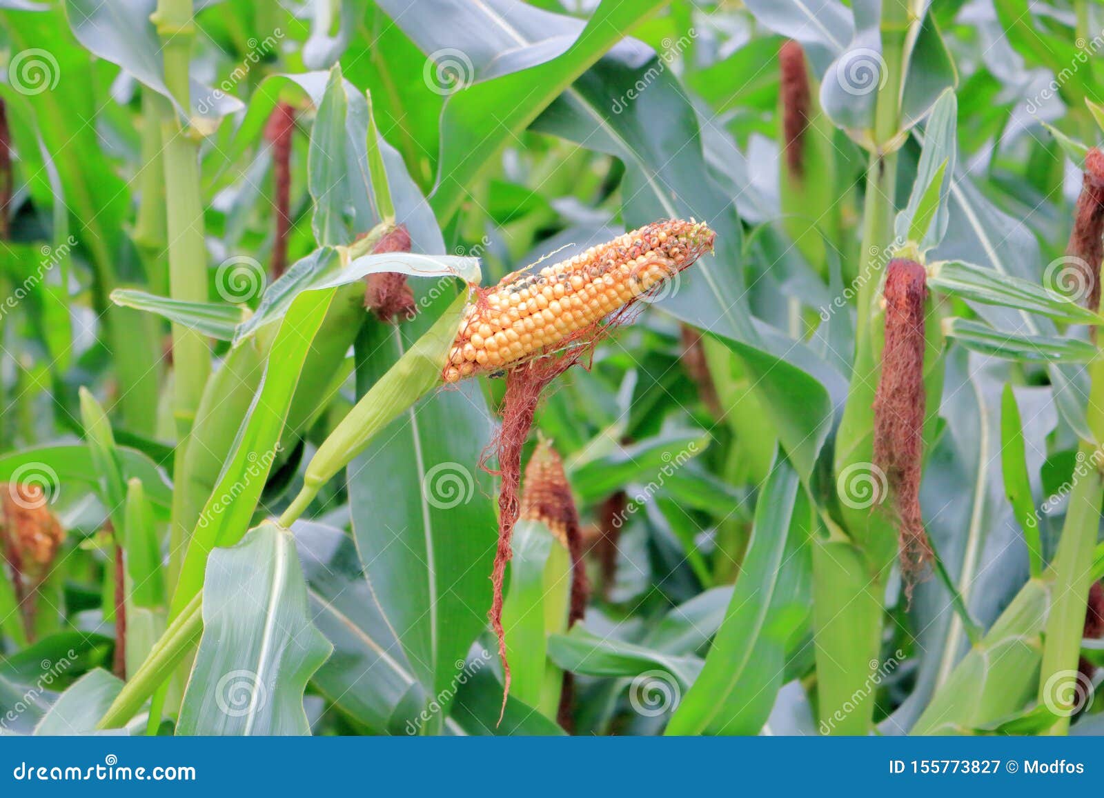 Corn with Ear Rot Insect Infestation Stock Image - Image of outside ...