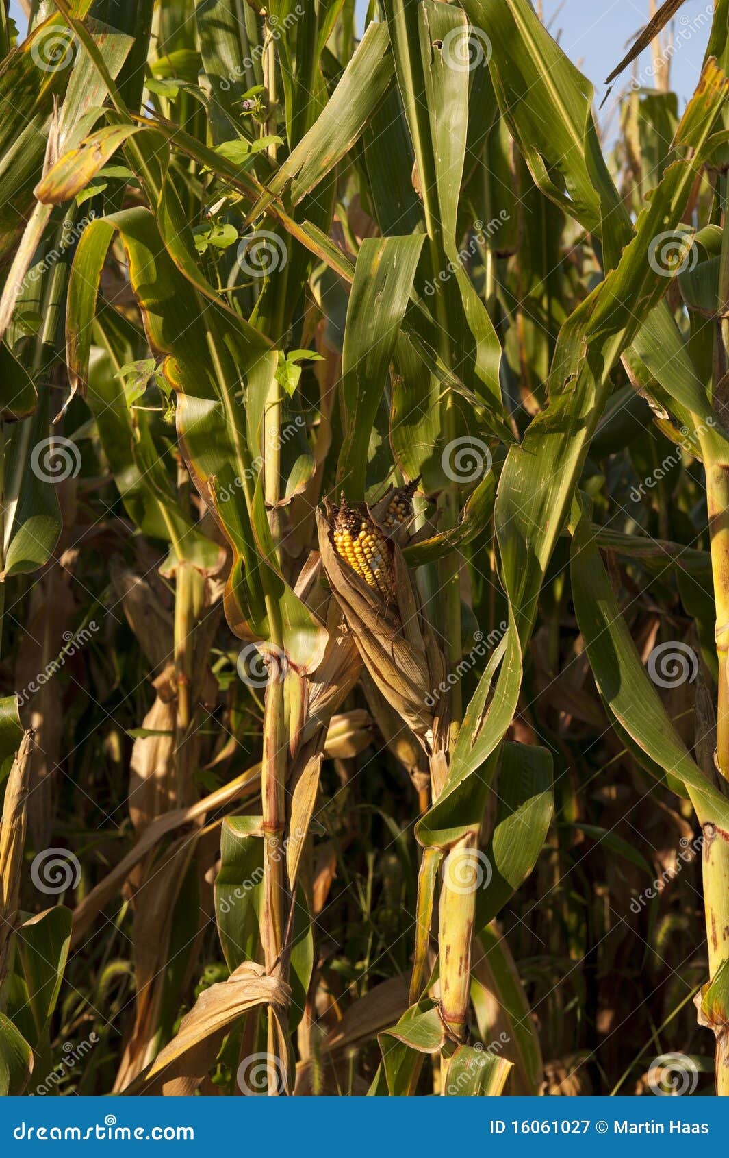 Corn ear vertical stock image. Image of energy, field - 16061027