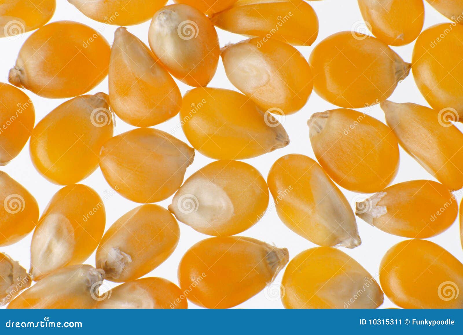 Corn ears stock image. Image of close, background, maize - 10315311