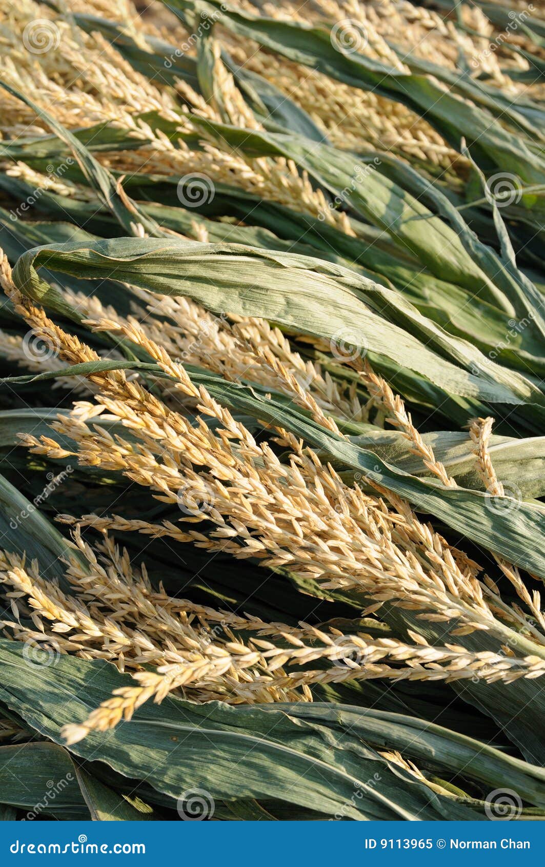 Corn ears stock image. Image of plant, brown, corn, harvesting - 9113965