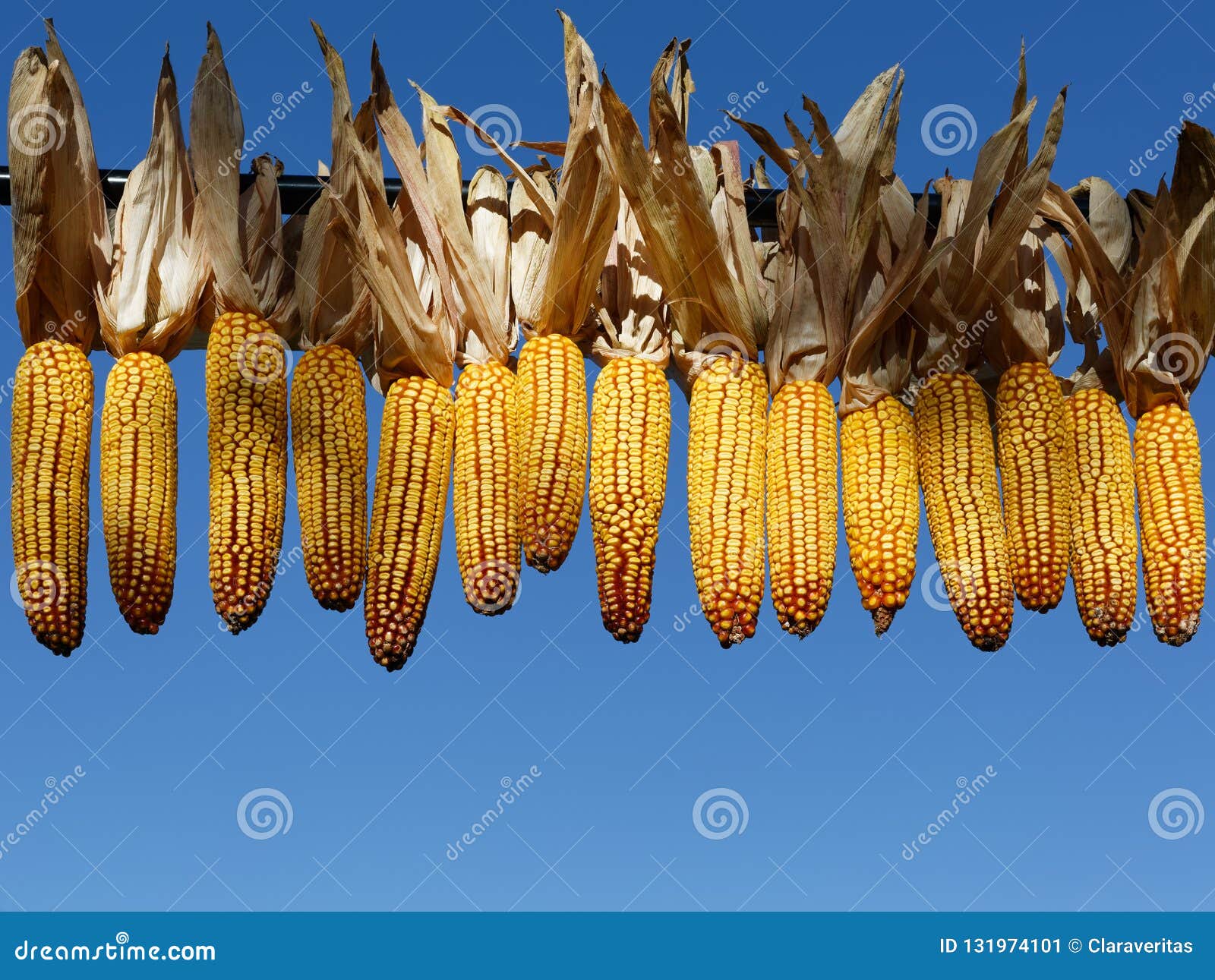 Corn Ears Cobs Over Blue Sky As Autumn Background Stock Image - Image ...
