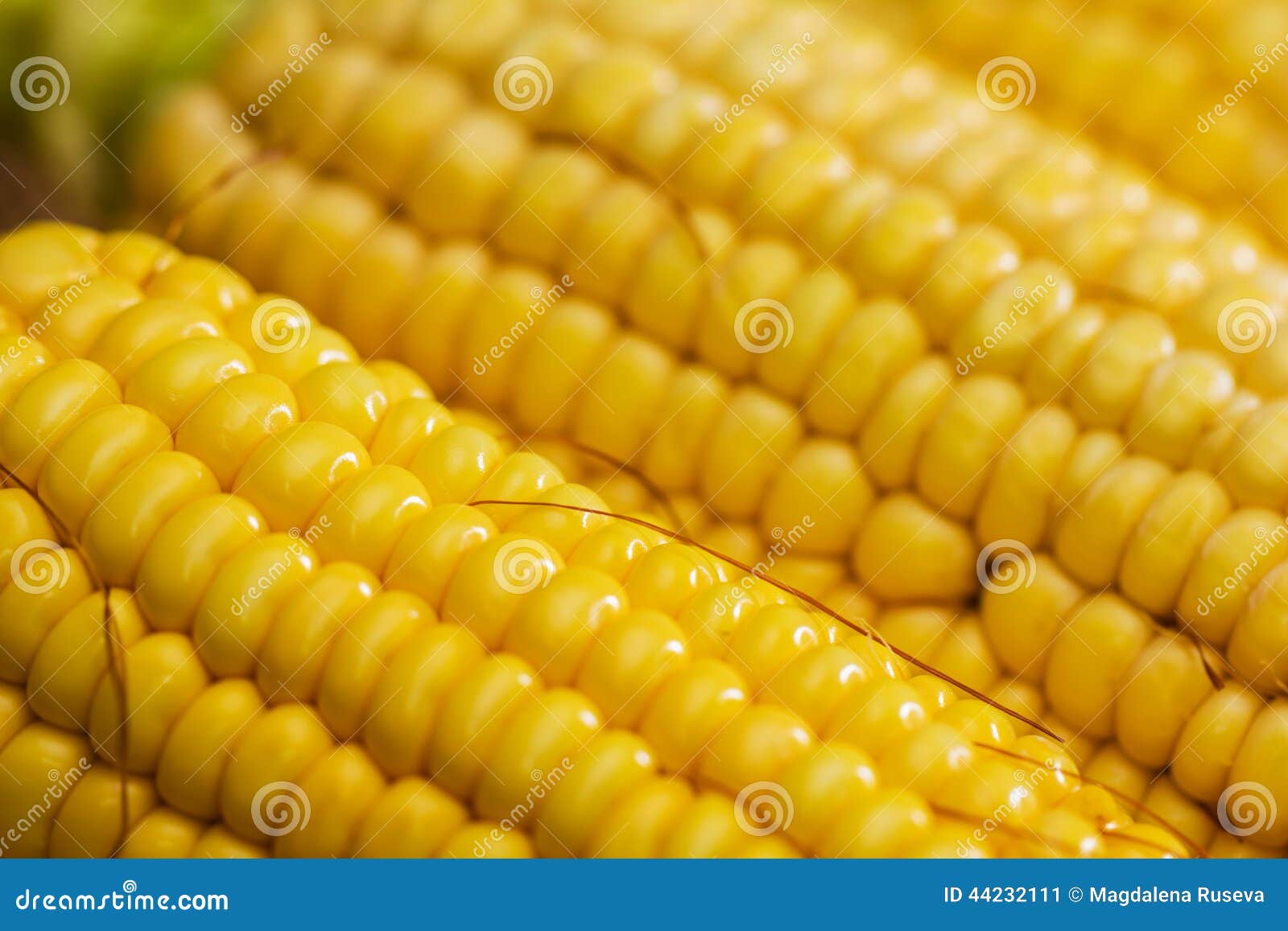Corn ears stock image. Image of biofuel, corn, ripe, heap - 44232111
