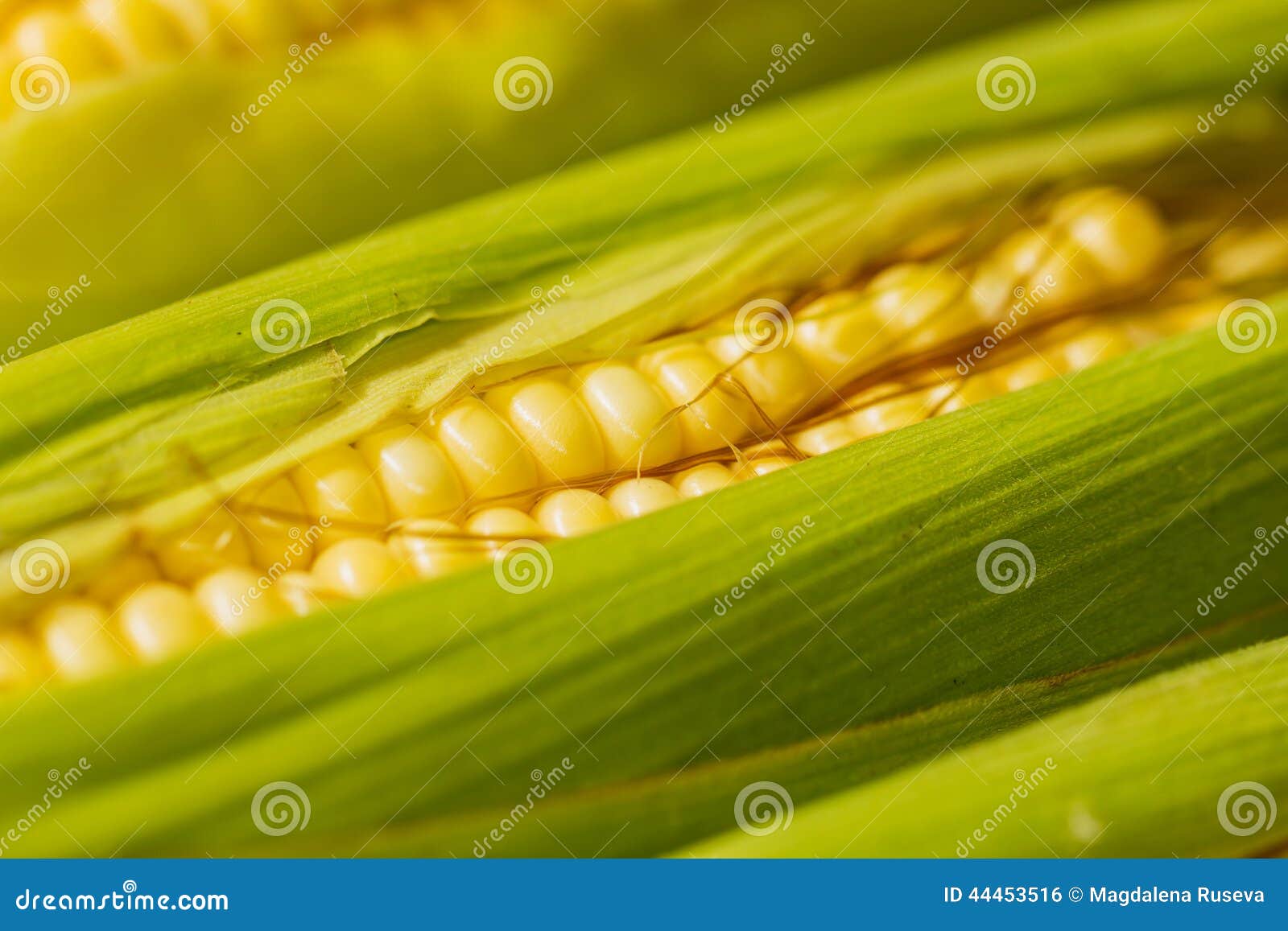 Corn ears stock photo. Image of bunch, nature, food, background - 44453516