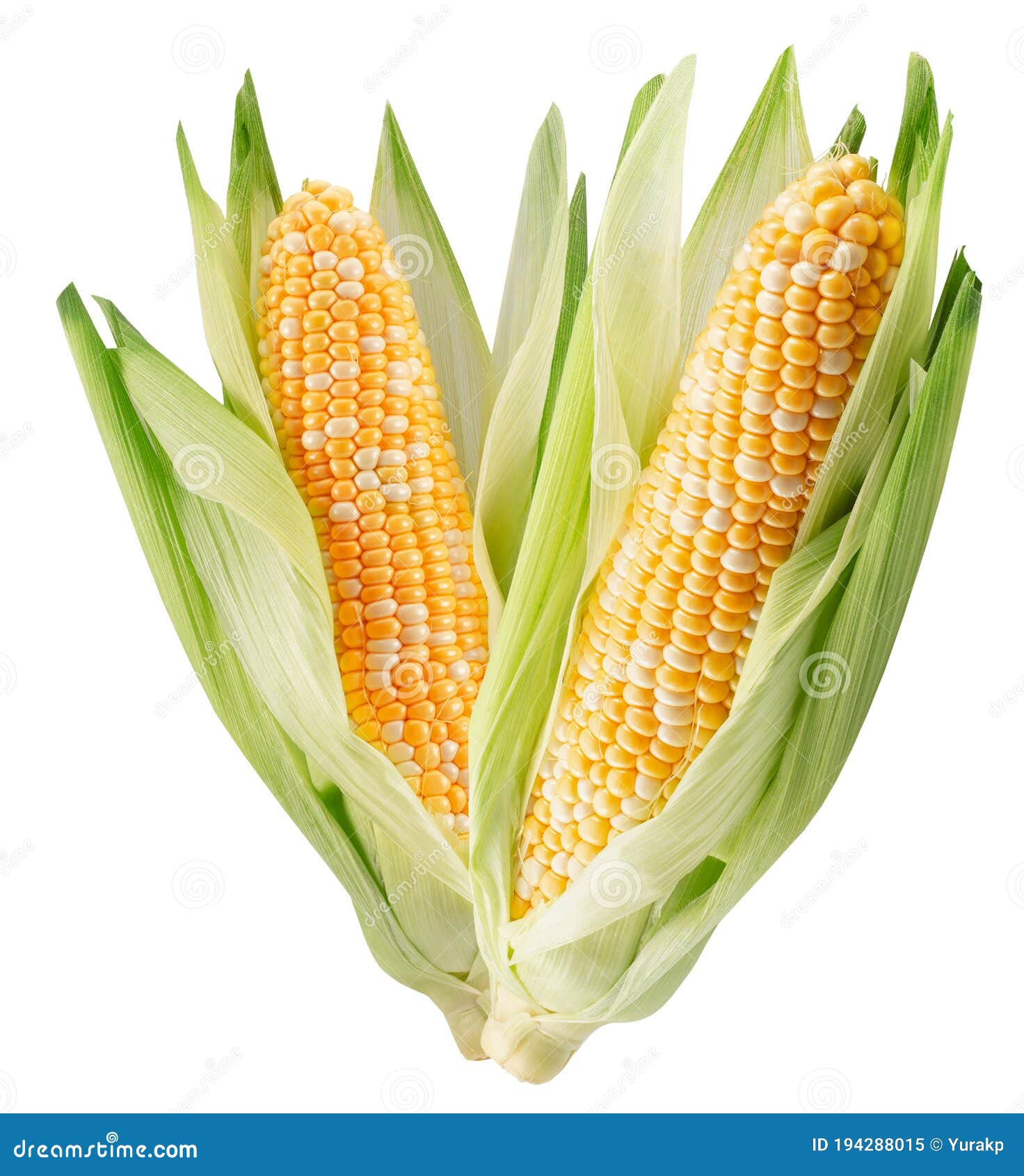 Corn Ears Isolated on a White Background Stock Image - Image of grains ...
