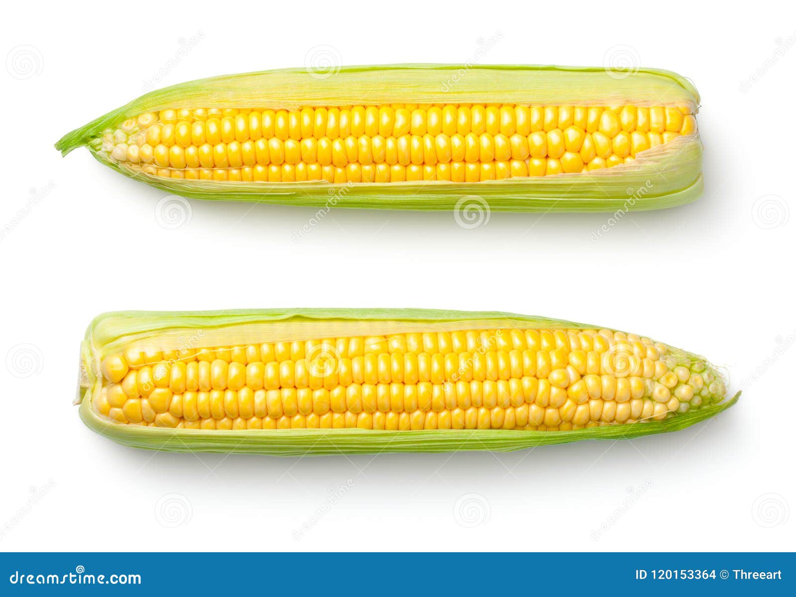 Corn Ears Isolated on White Background Stock Photo - Image of healthy ...