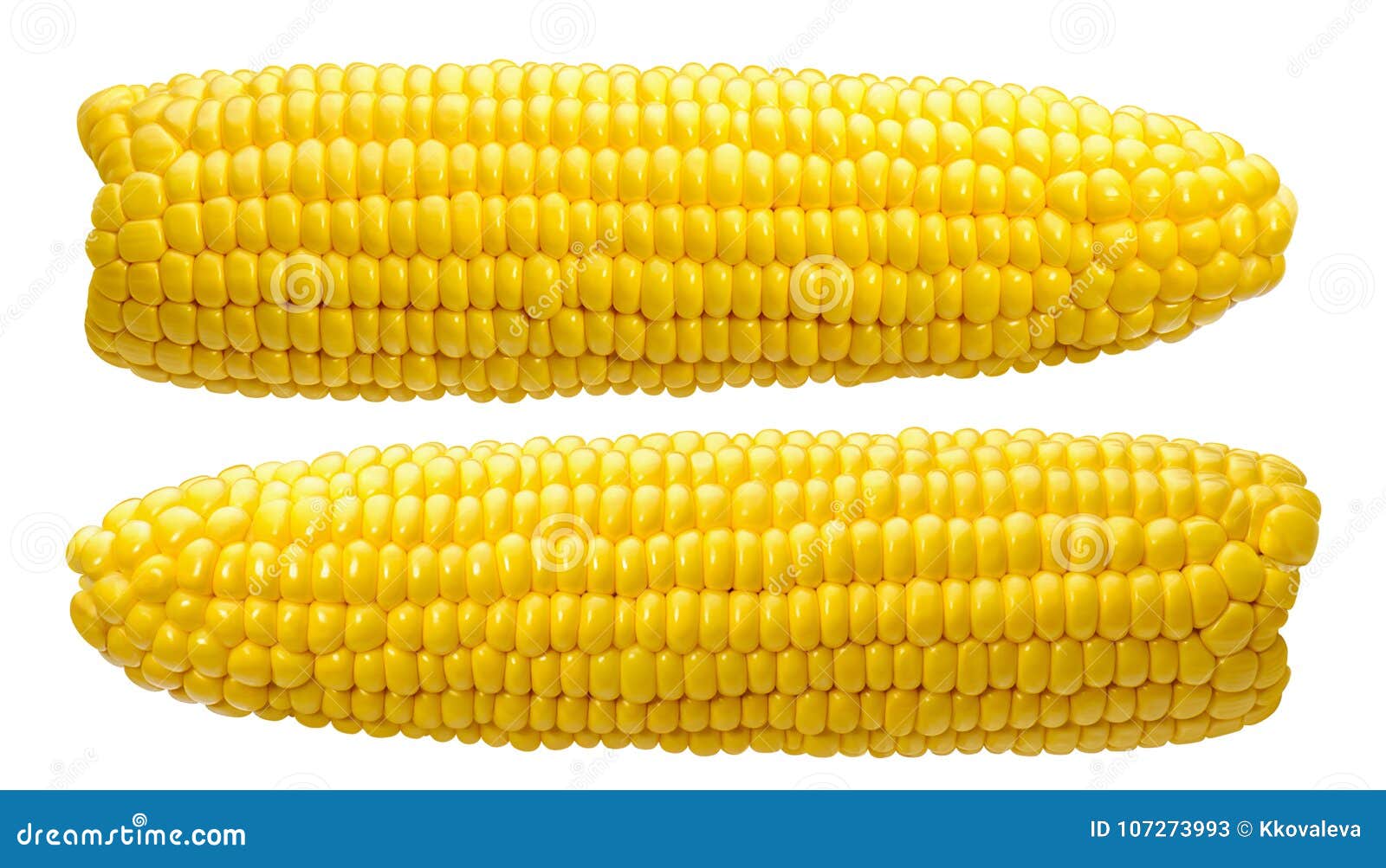 2 Corn Ears No Leaves Isolated on White Stock Image - Image of yellow ...