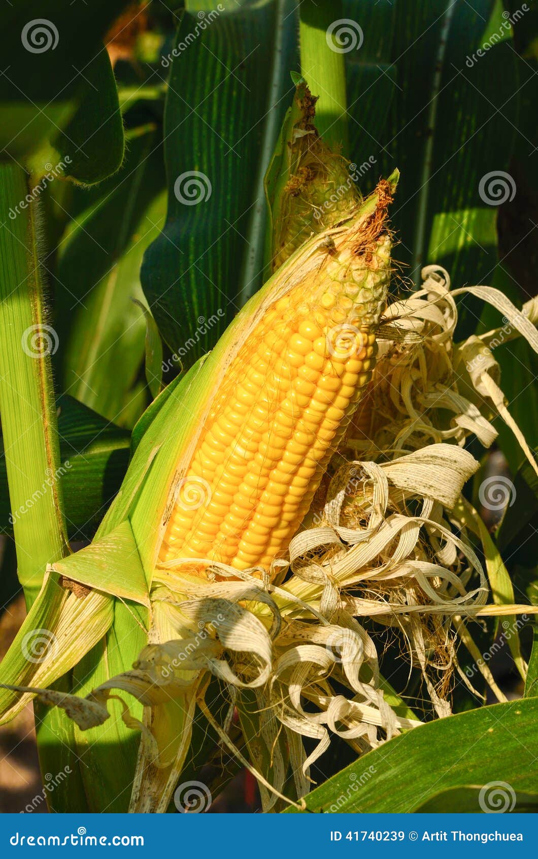 Corn ears on the stalk stock image. Image of harvest - 41740239